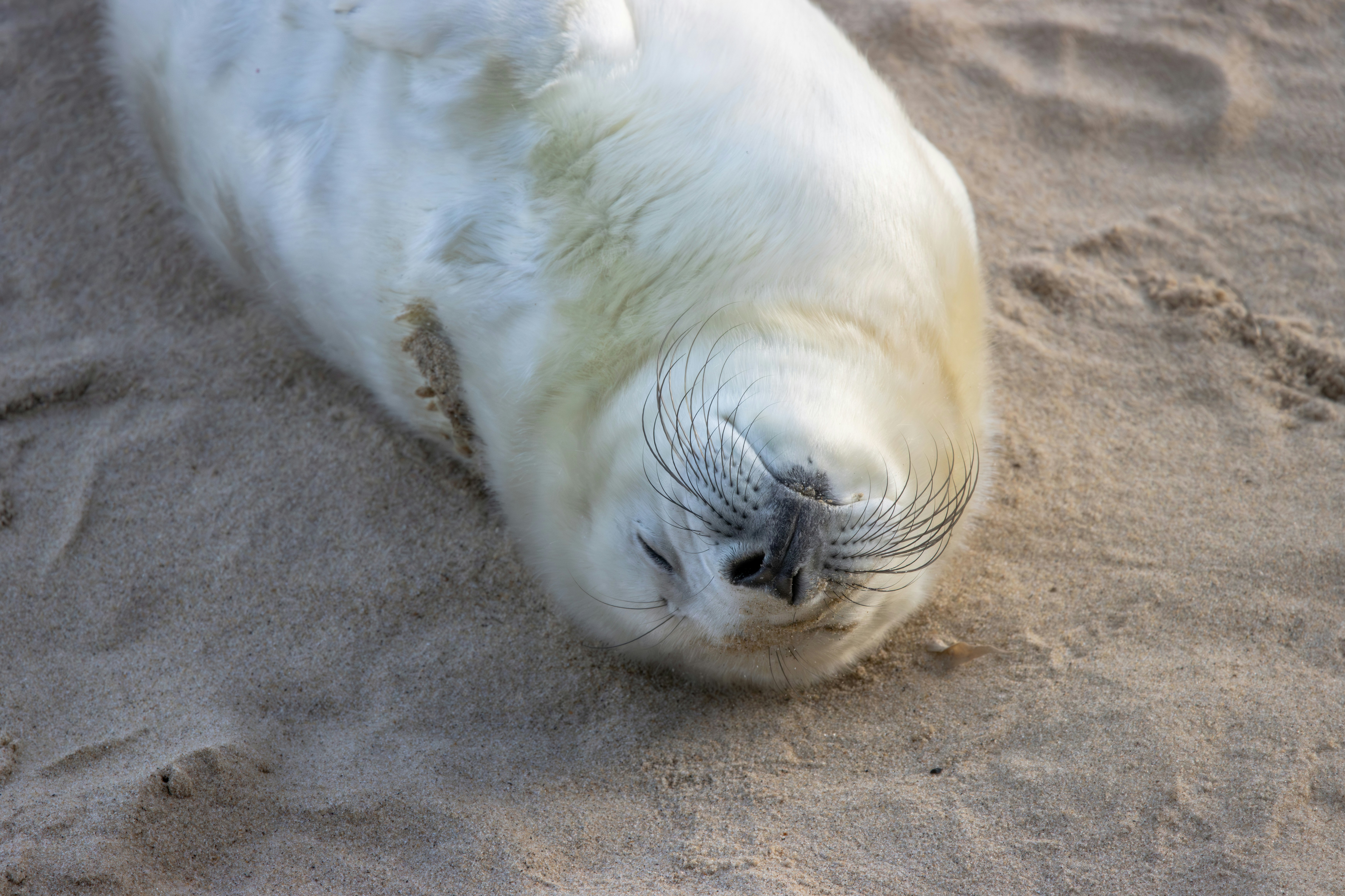 Whiskered Serenity: A Seal's Relaxed Retreat