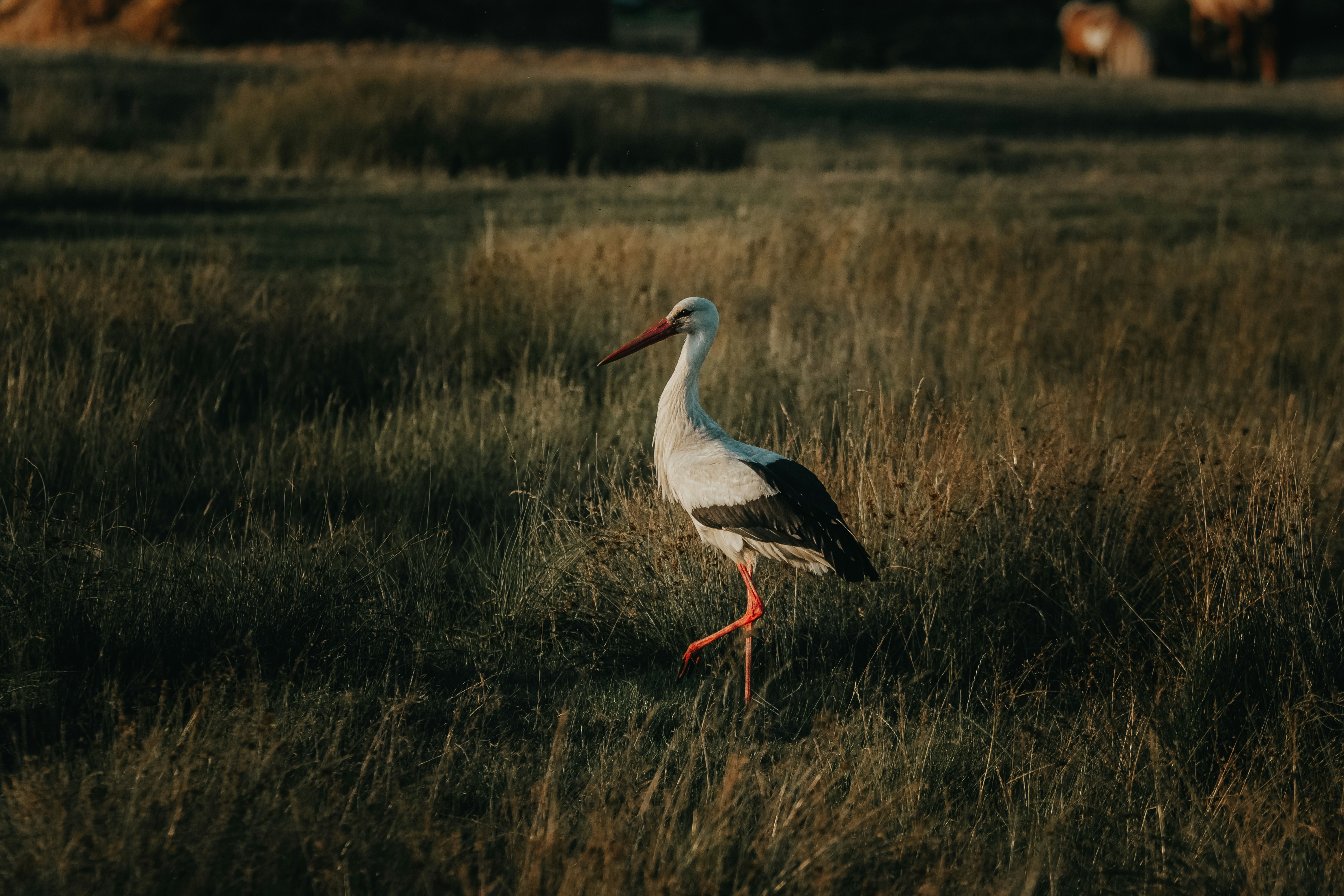 Graceful Stork Amidst Golden Grasses