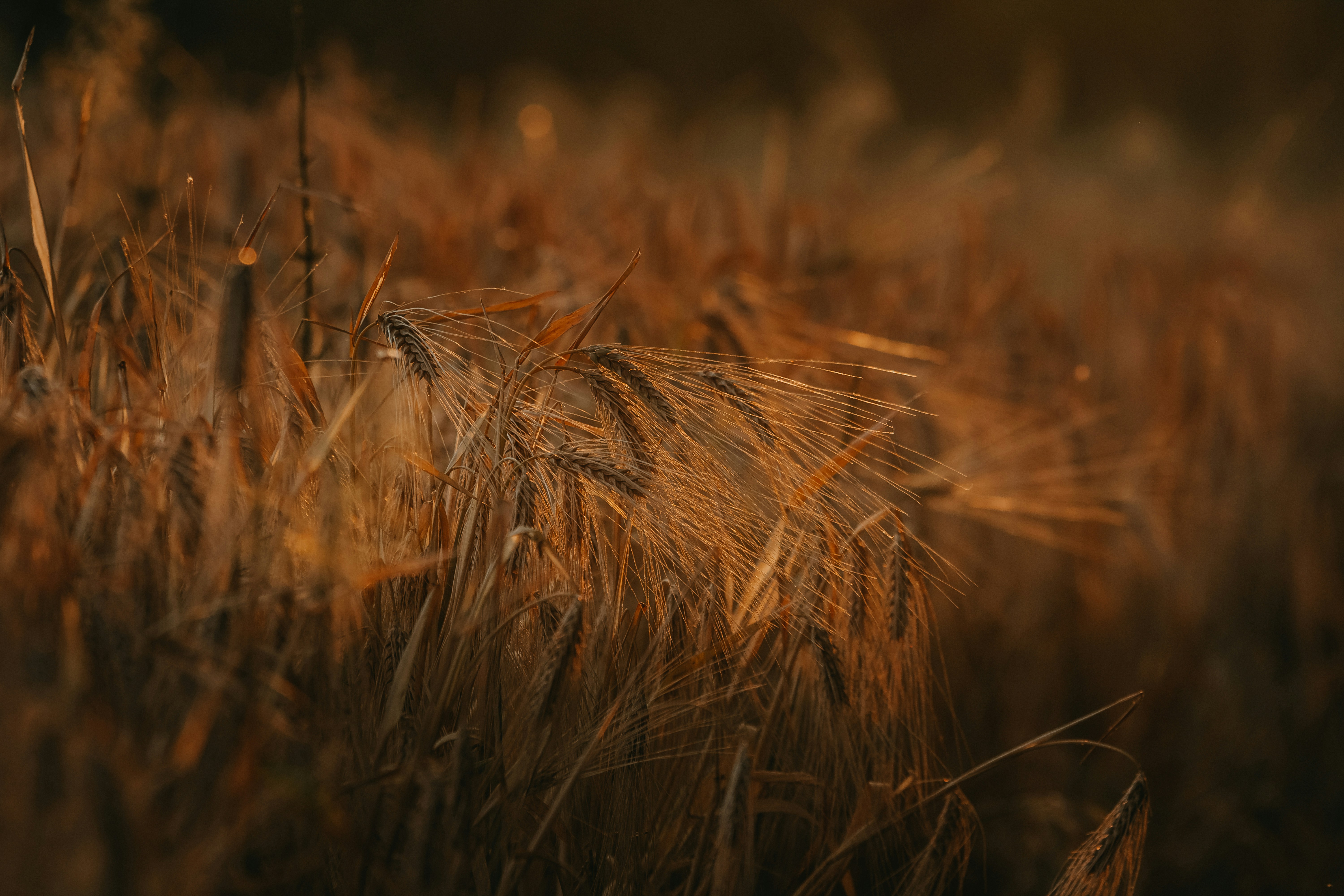 Golden wheat swaying gently in the sun.