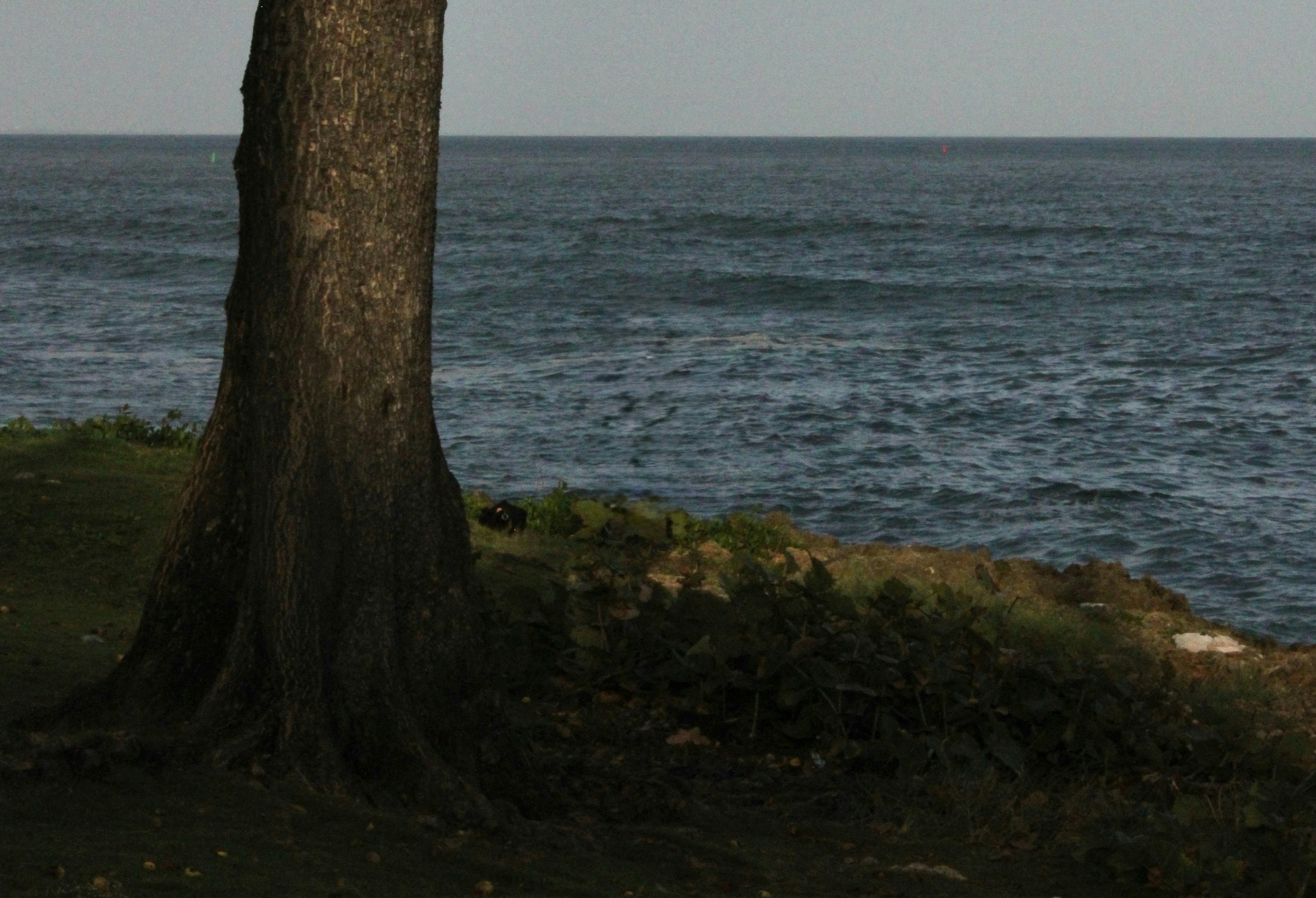 Tree trunk overlooks a body of water.