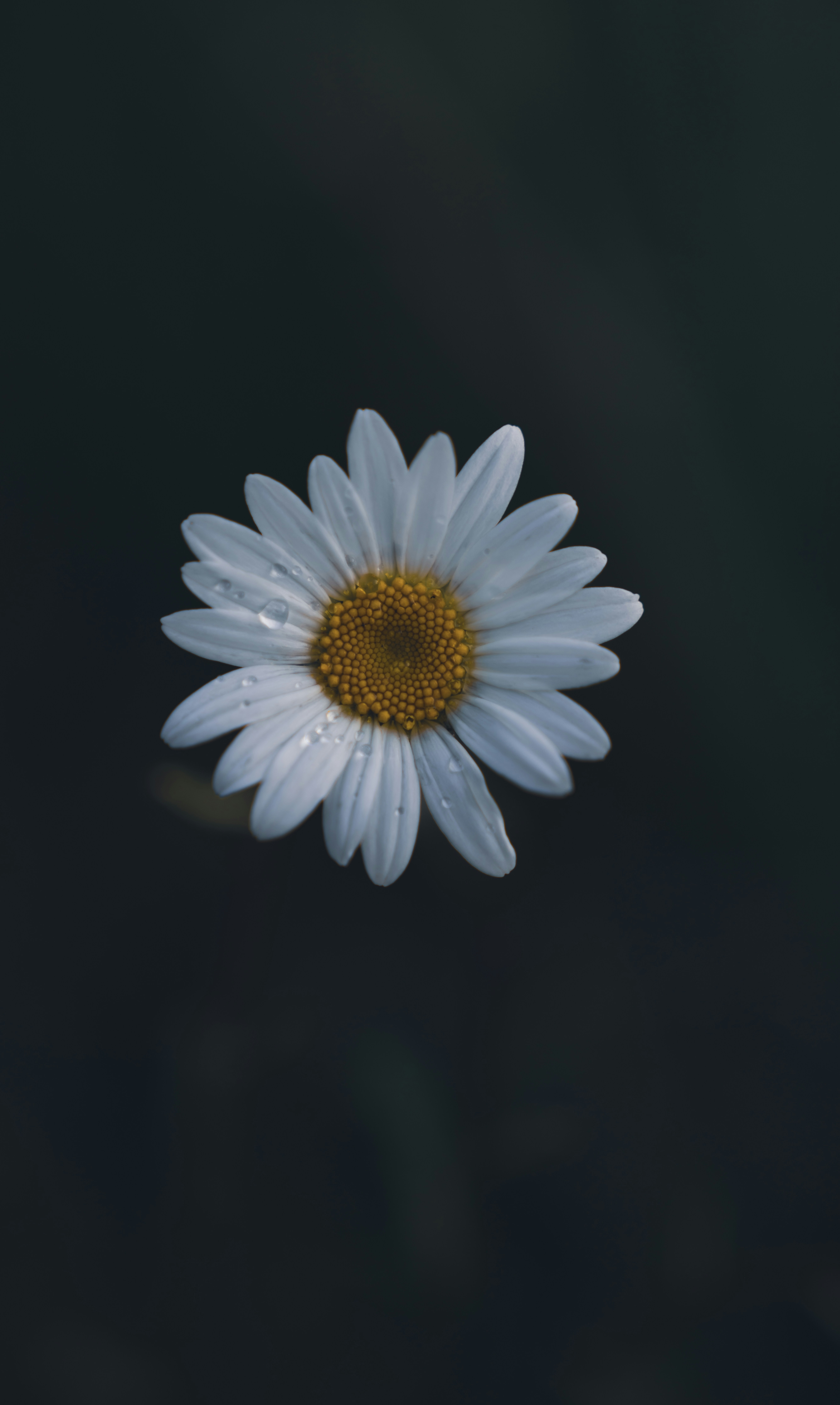 A daisy flower with a dark background.