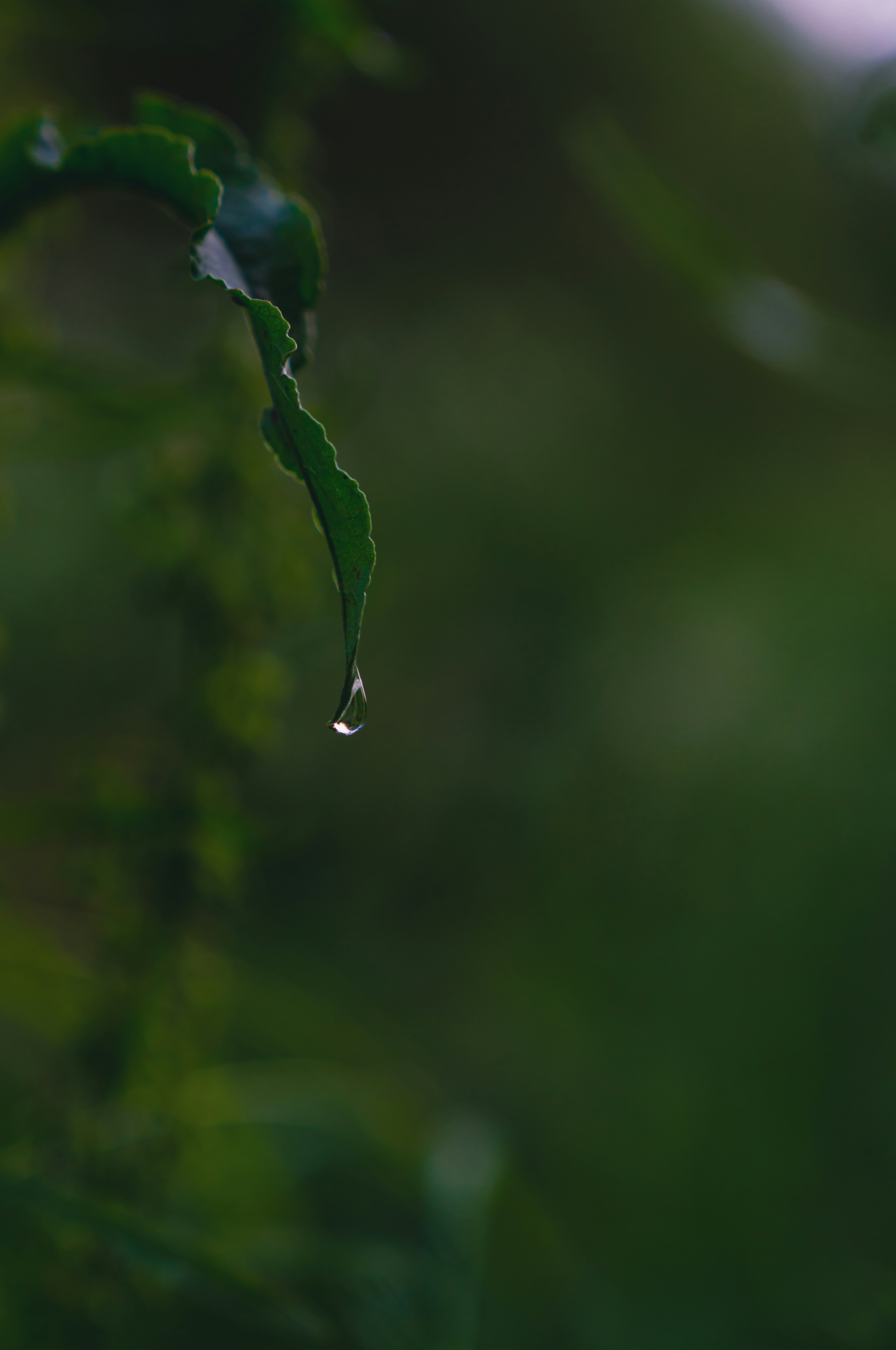 A water droplet hangs from a green leaf.
