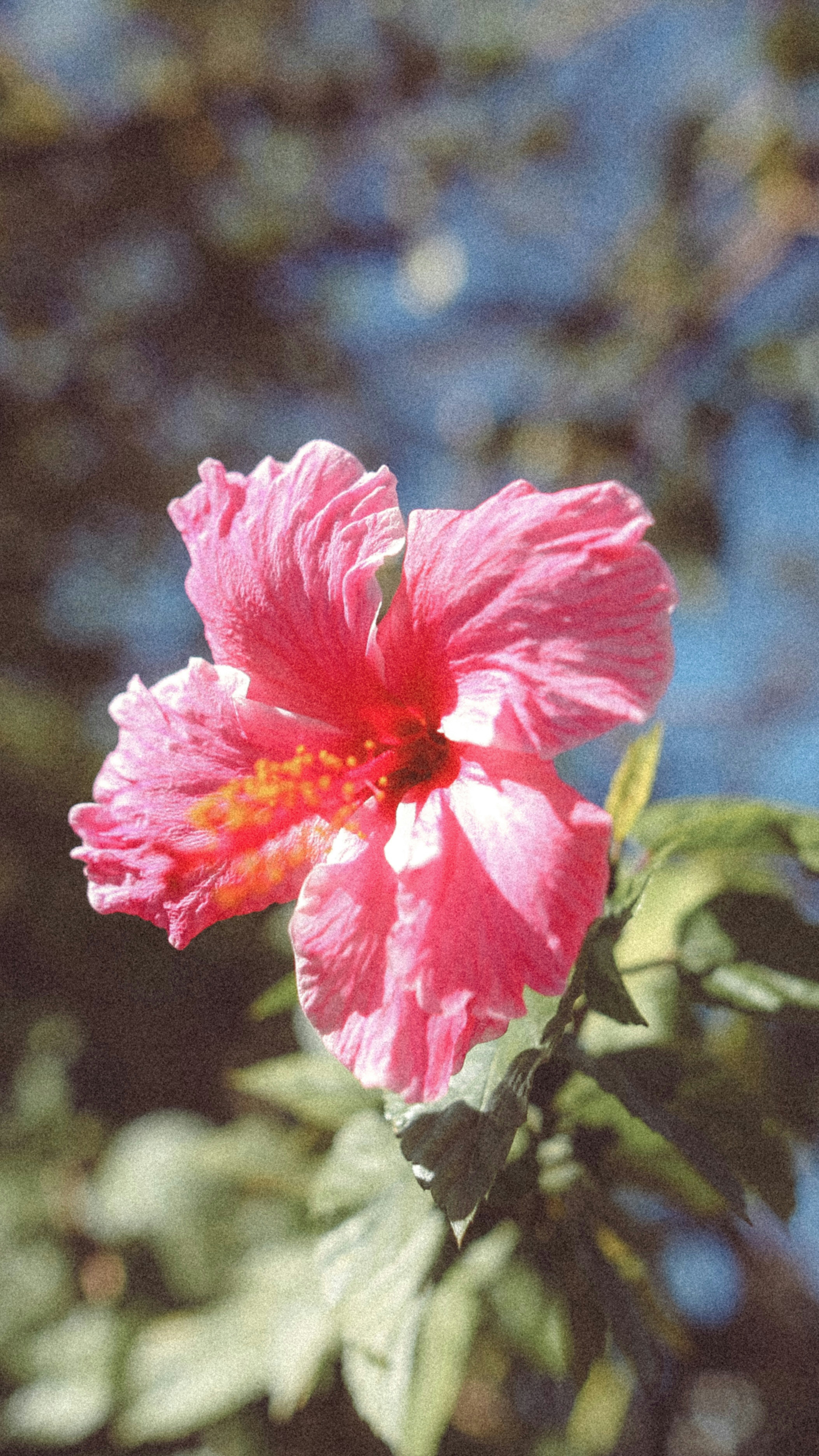 Petals of Joy: A Hibiscus in Bloom
