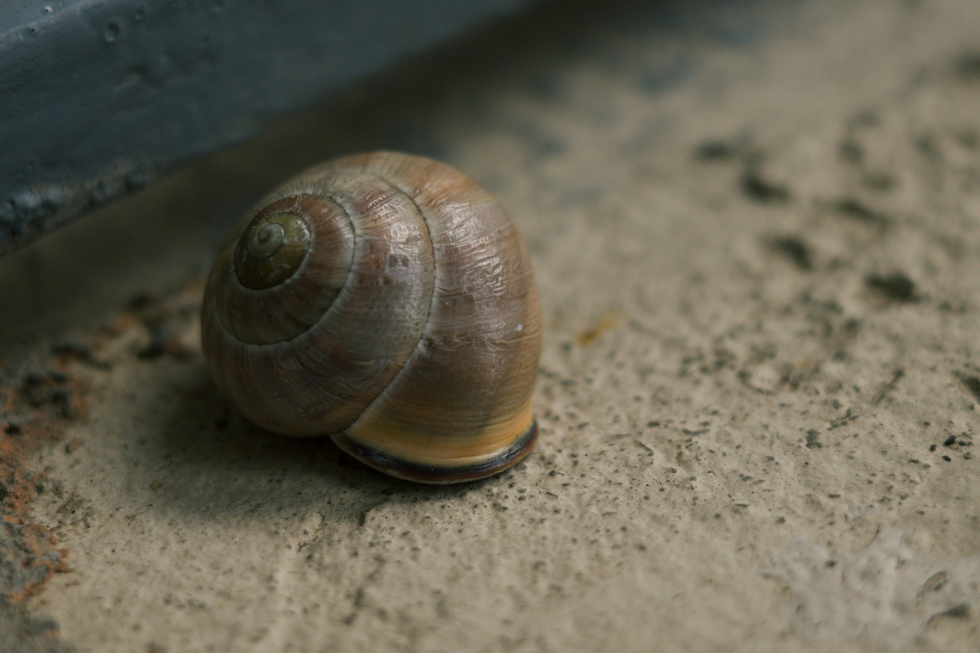 A brown snail with a spiraled shell is captured in a close-up, resting on a textured, light-colored concrete or stone surface. The focus is sharp on the snail, highlighting the natural patterns of its shell. A dark, blurred object or surface runs along the top of the frame, providing a contrasting background element. | A snail shell rests on a concrete surface.