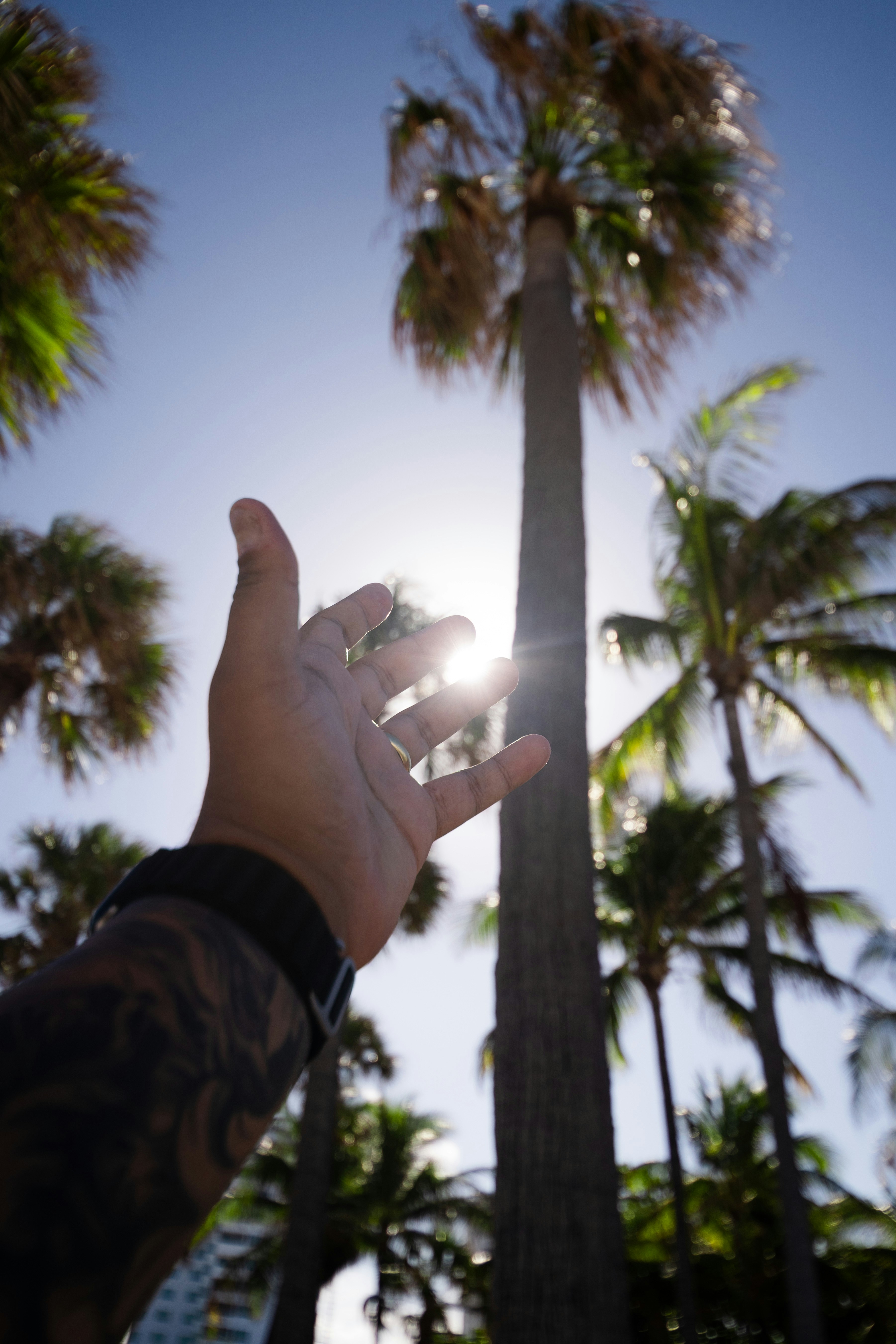 Reaching for the Sun Amongst the Palms
