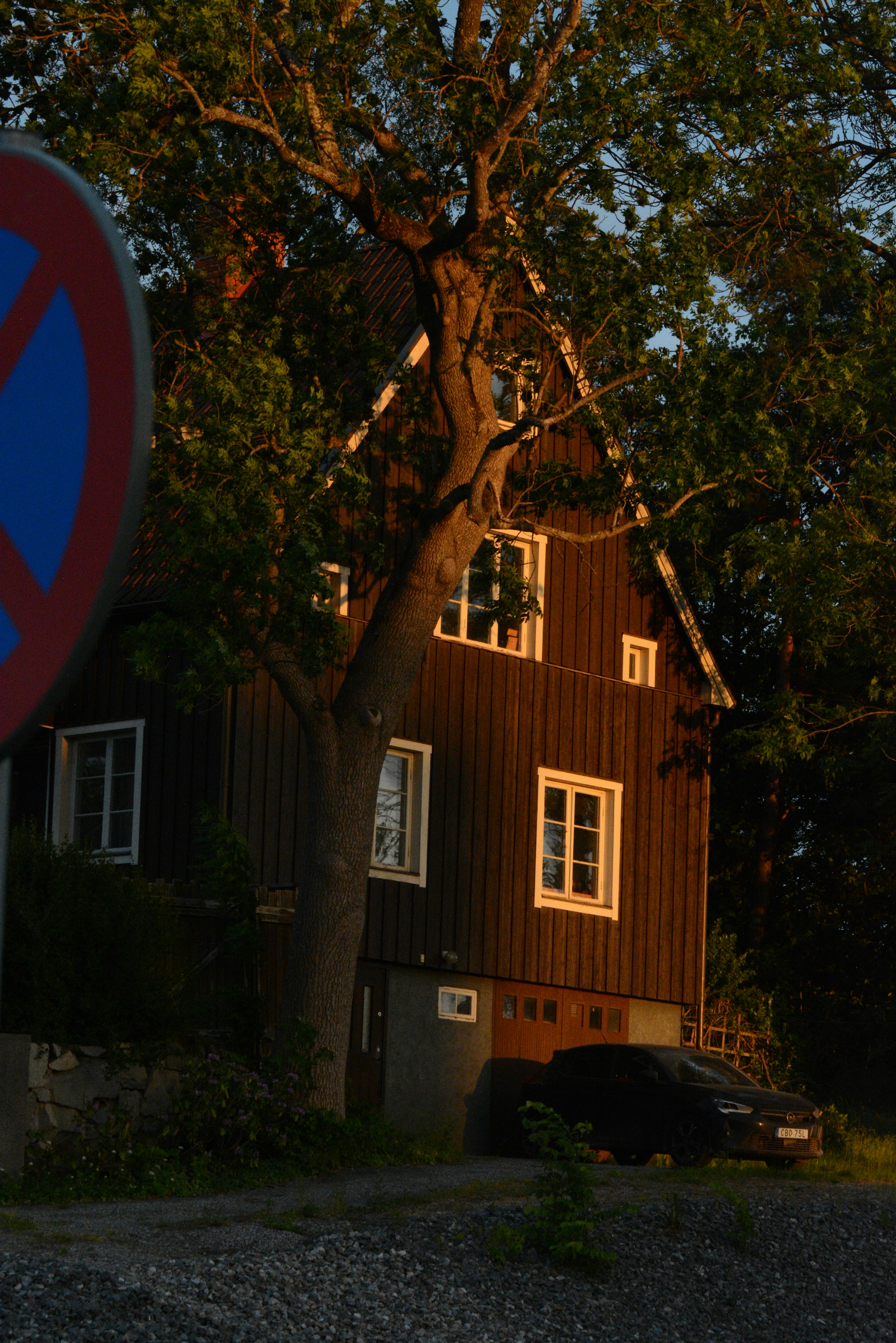 Dusk Light on a Timber House: A Tree Framing a Quiet Driveway