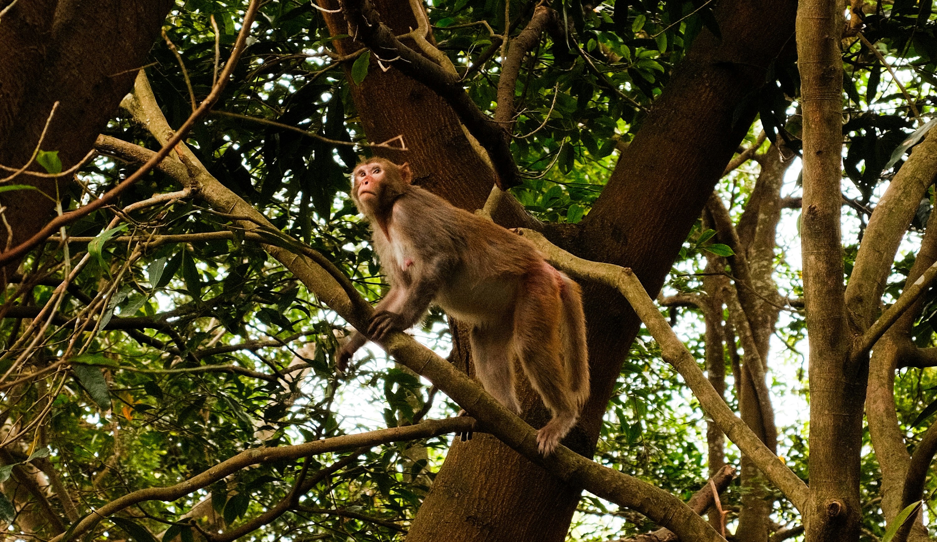 A monkey perched on a tree branch.