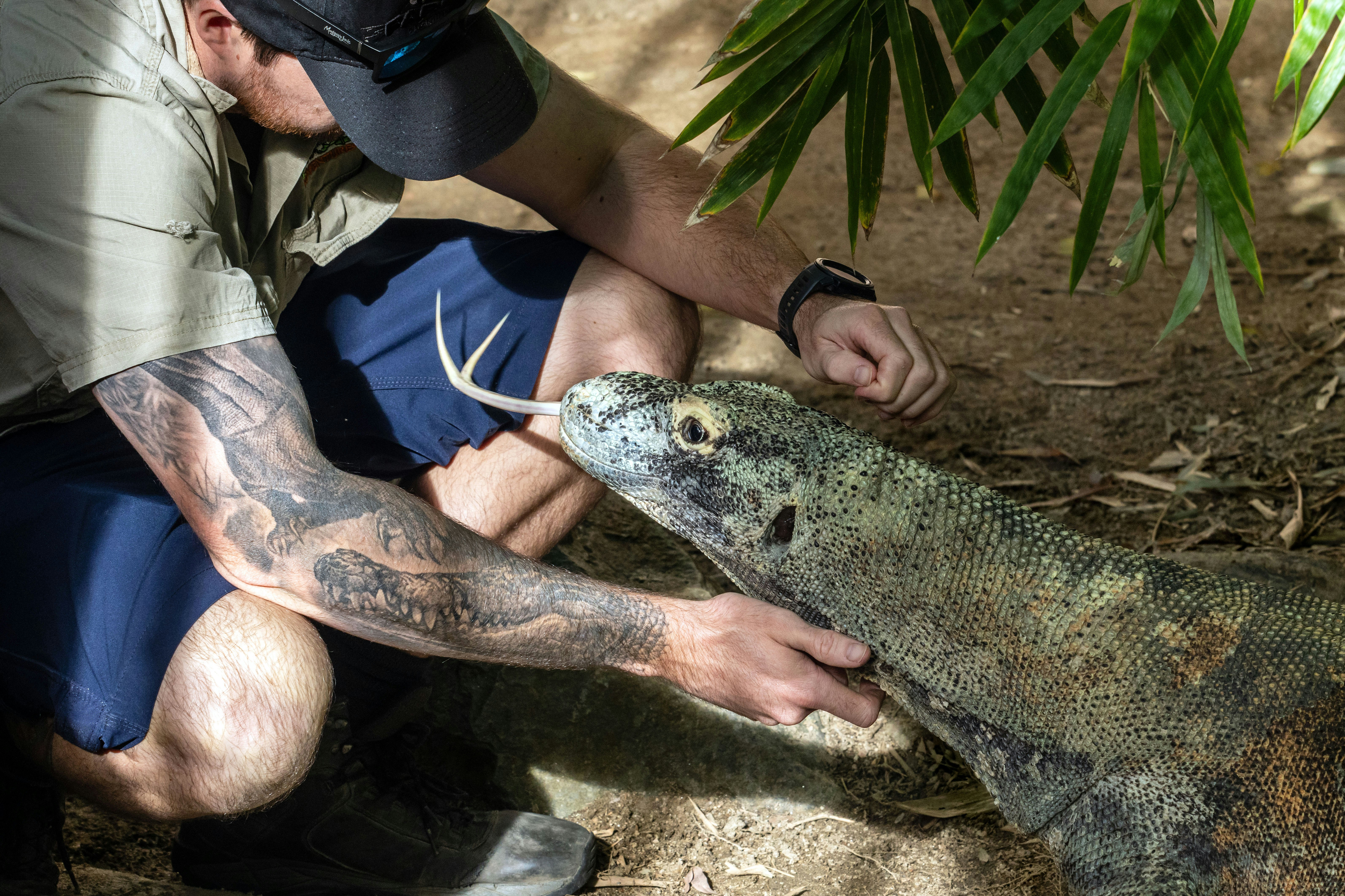 A handler gently interacts with a Komodo dragon in a lush, green environment, highlighting the bond between human and wildlife.