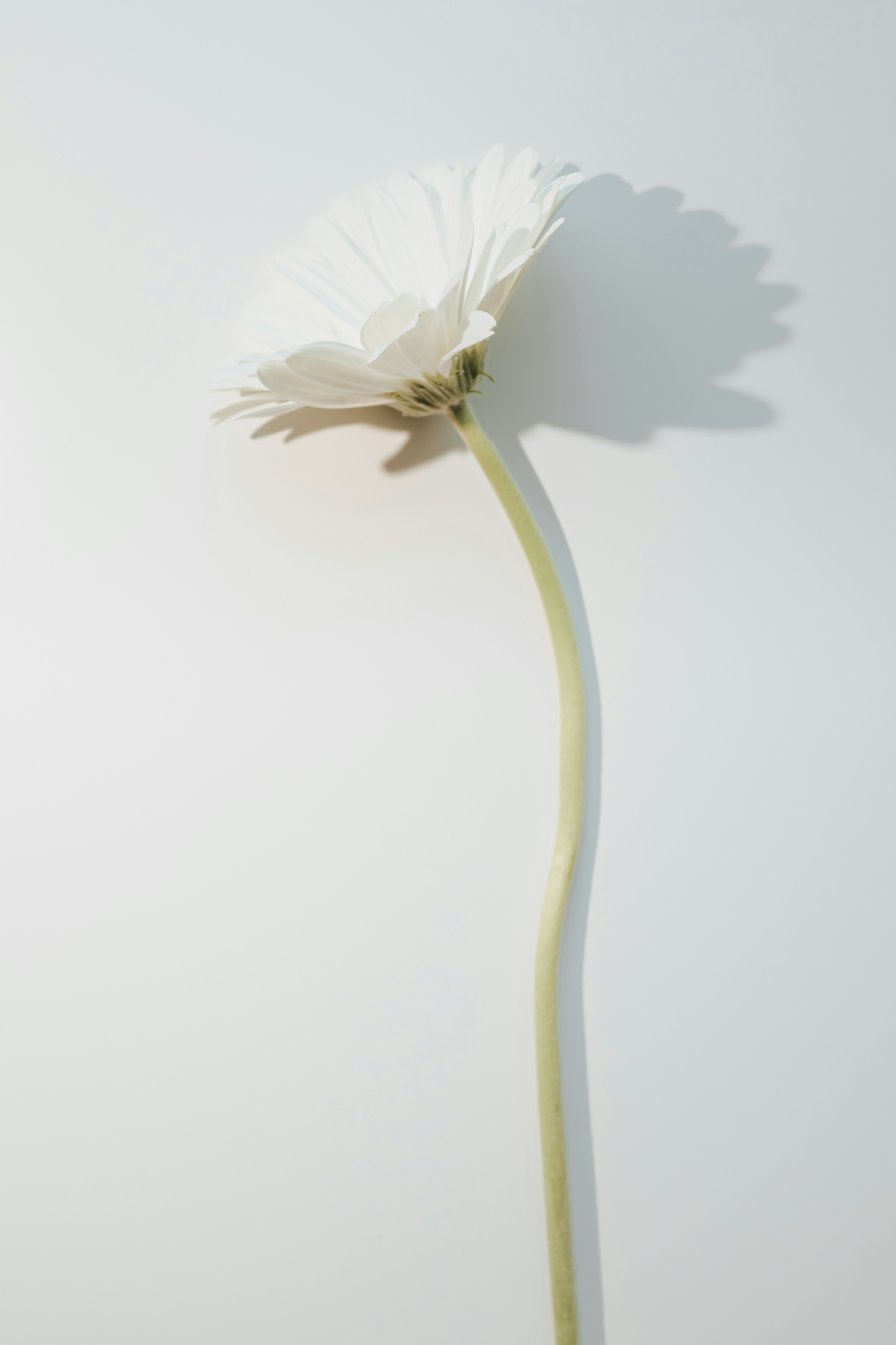 Elegance in Simplicity: A Floral StudyBRUNO CERVERA