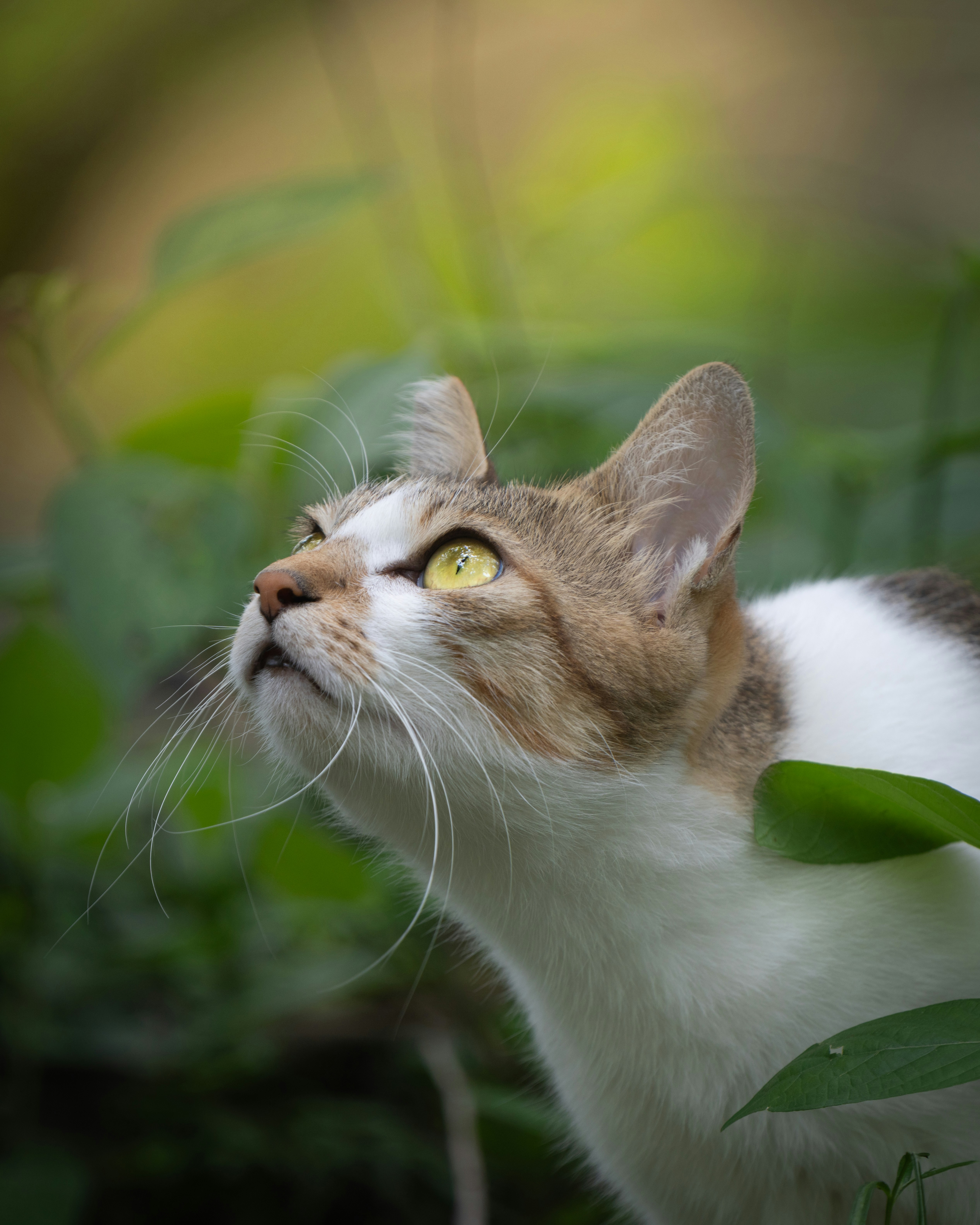A curious cat gazes upward. photo – Free Cat Image on Unsplash