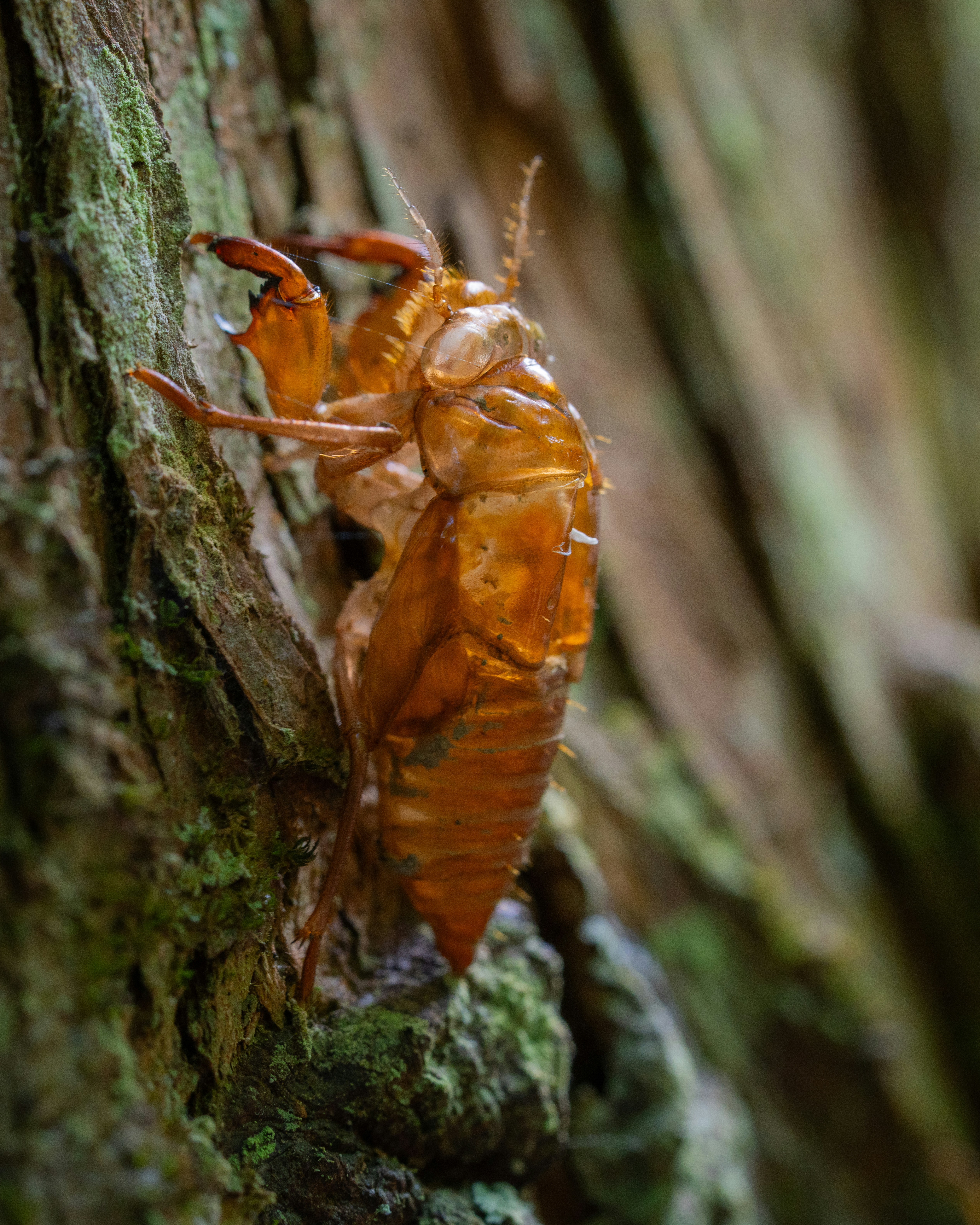 Nature's Exoskeleton: The Cicada's Transformation