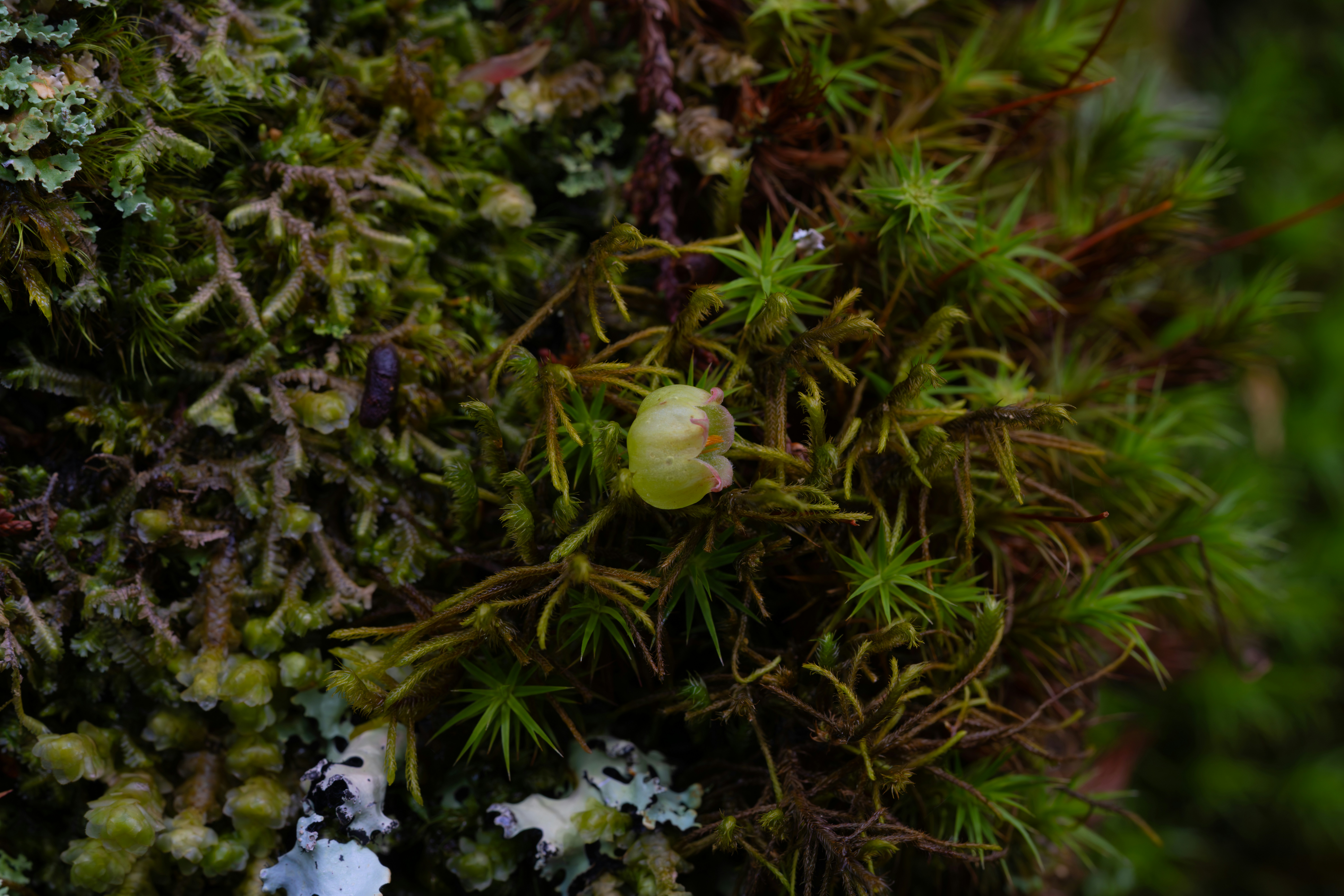 Emerging Life: A Microcosm of Nature's Resilience