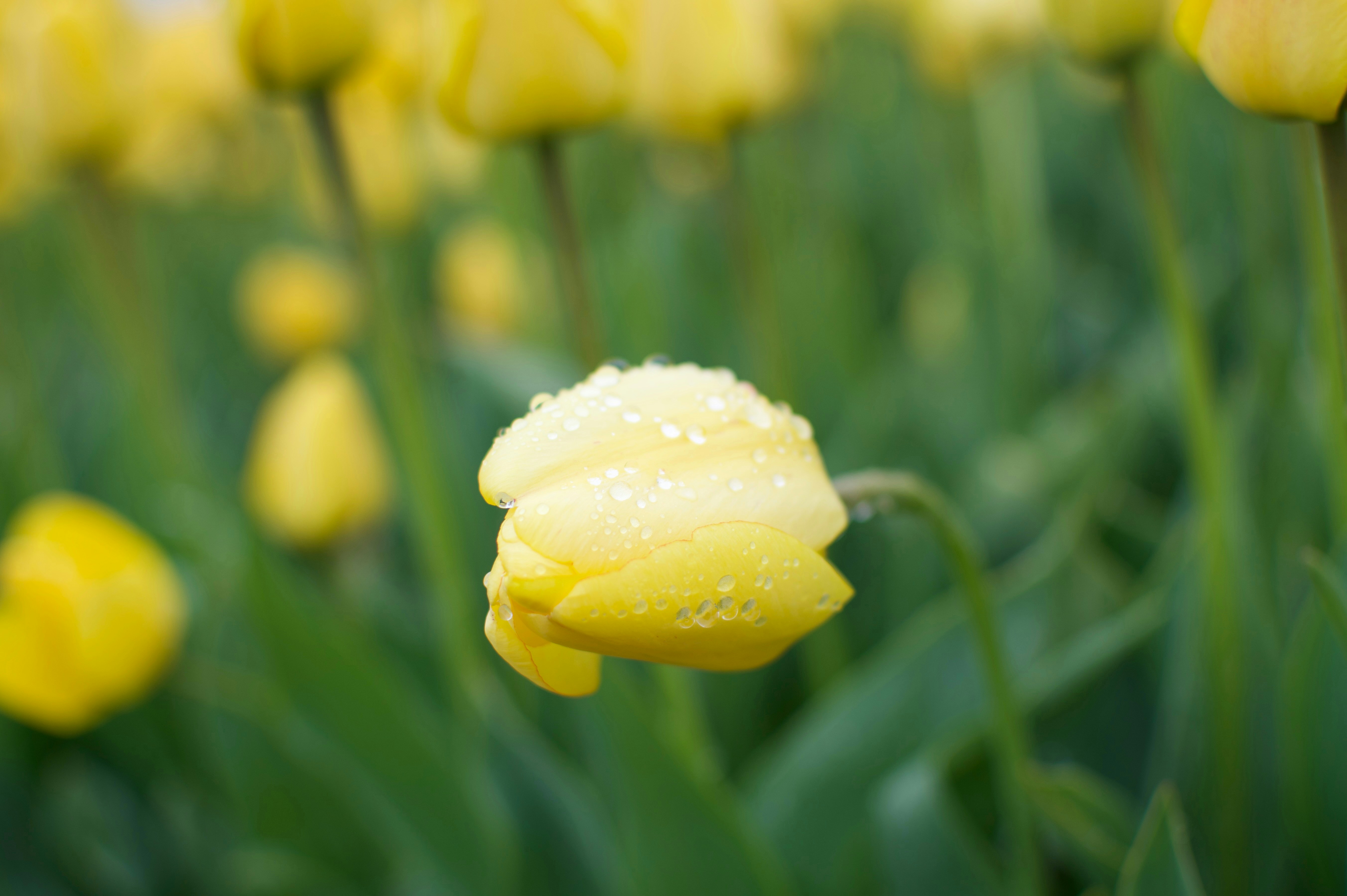 Golden Petals in Morning Dew