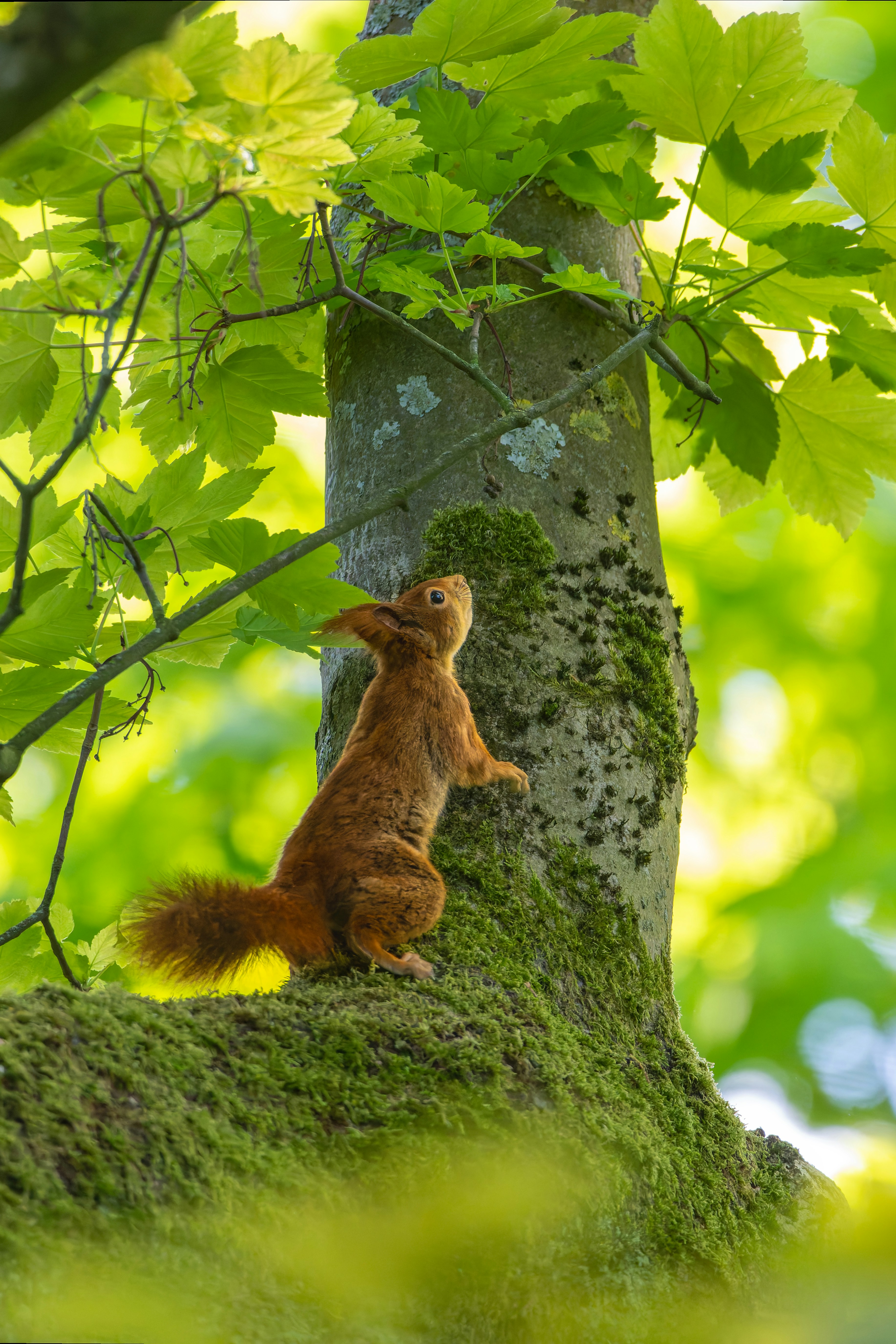 A squirrel climbs a moss-covered tree, surrounded by vibrant green leaves. The scene captures the essence of woodland life.