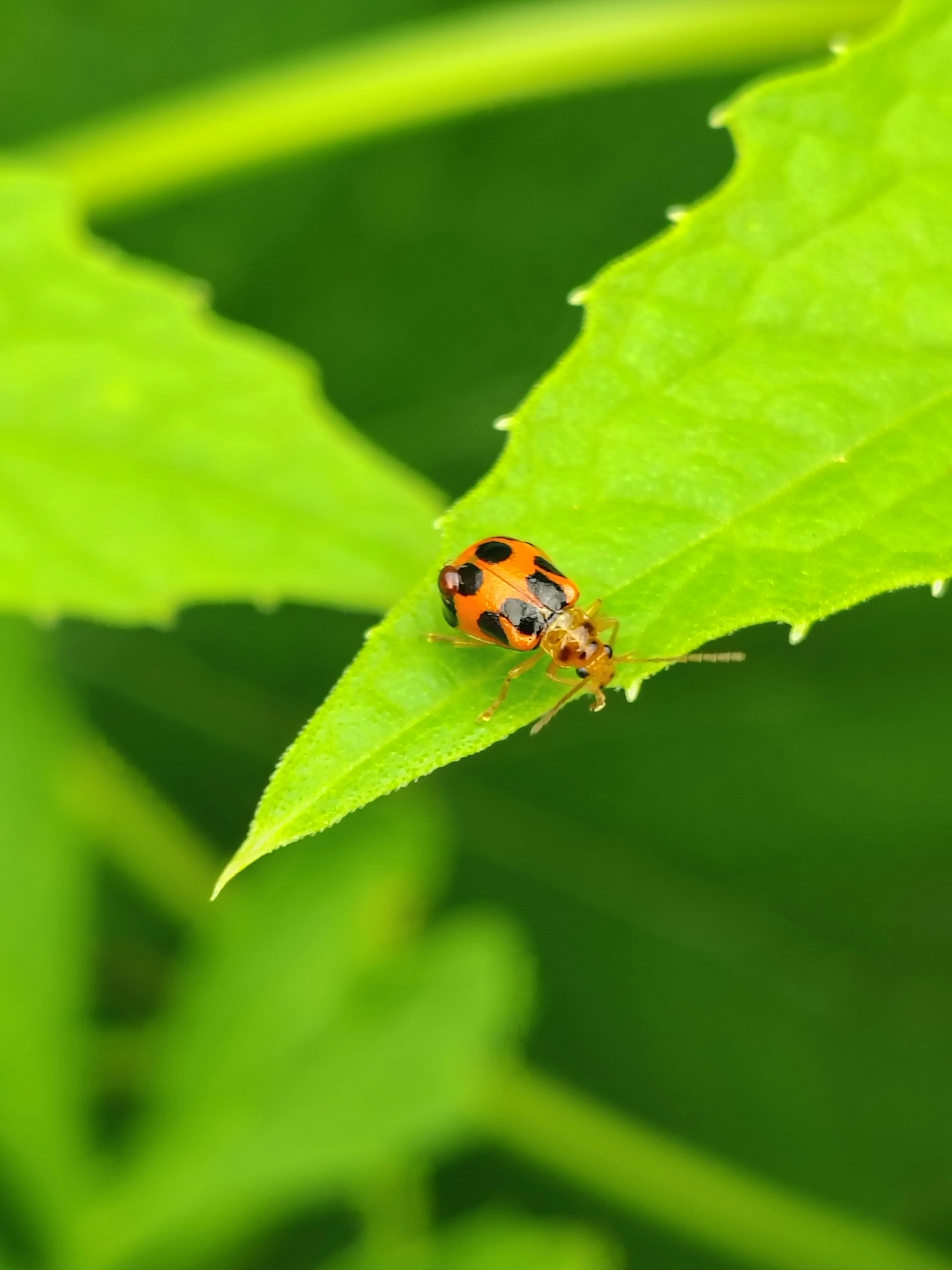 A ladybug rests on a green leaf.
