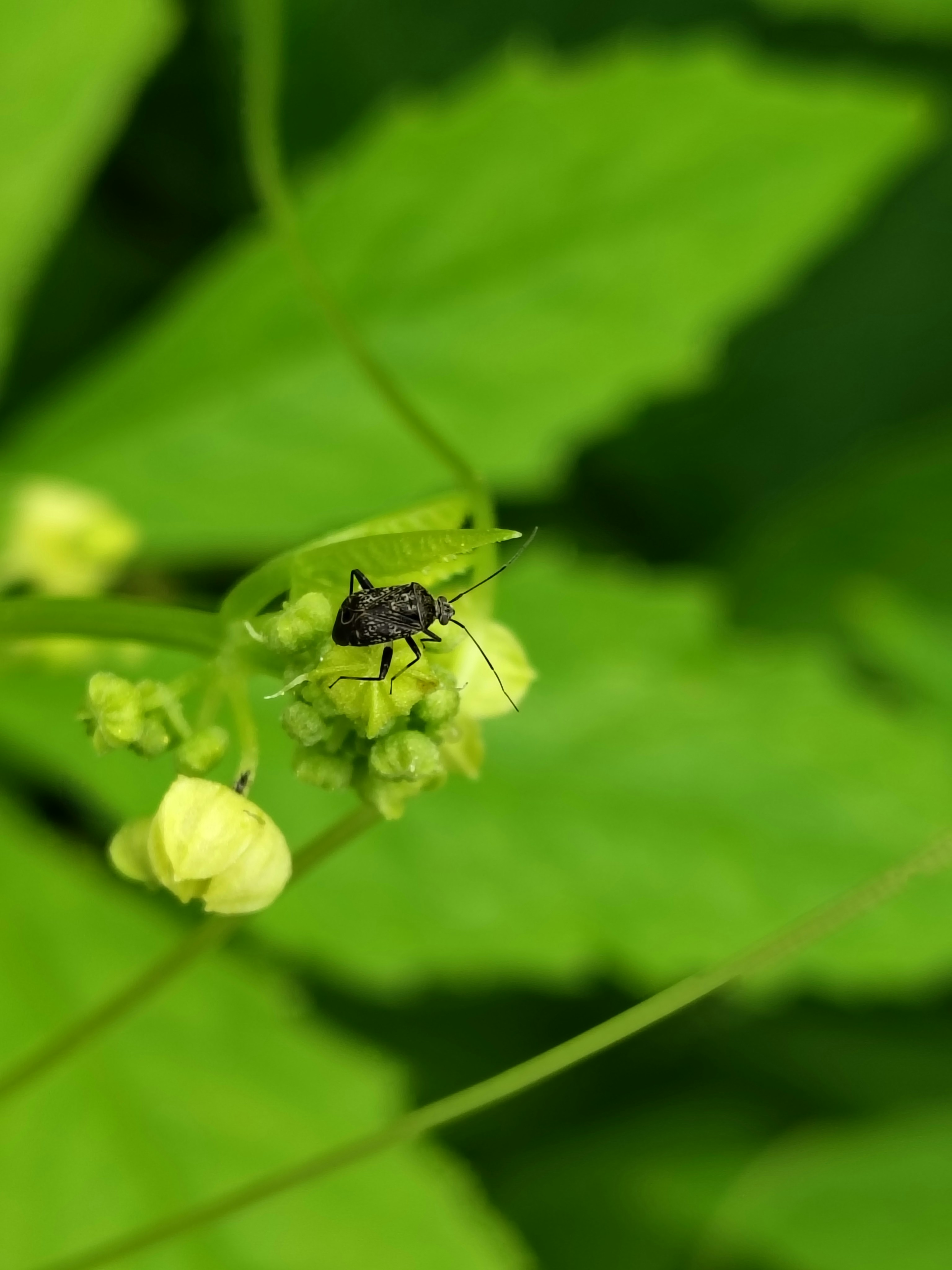 A small black bug rests on a green plant.