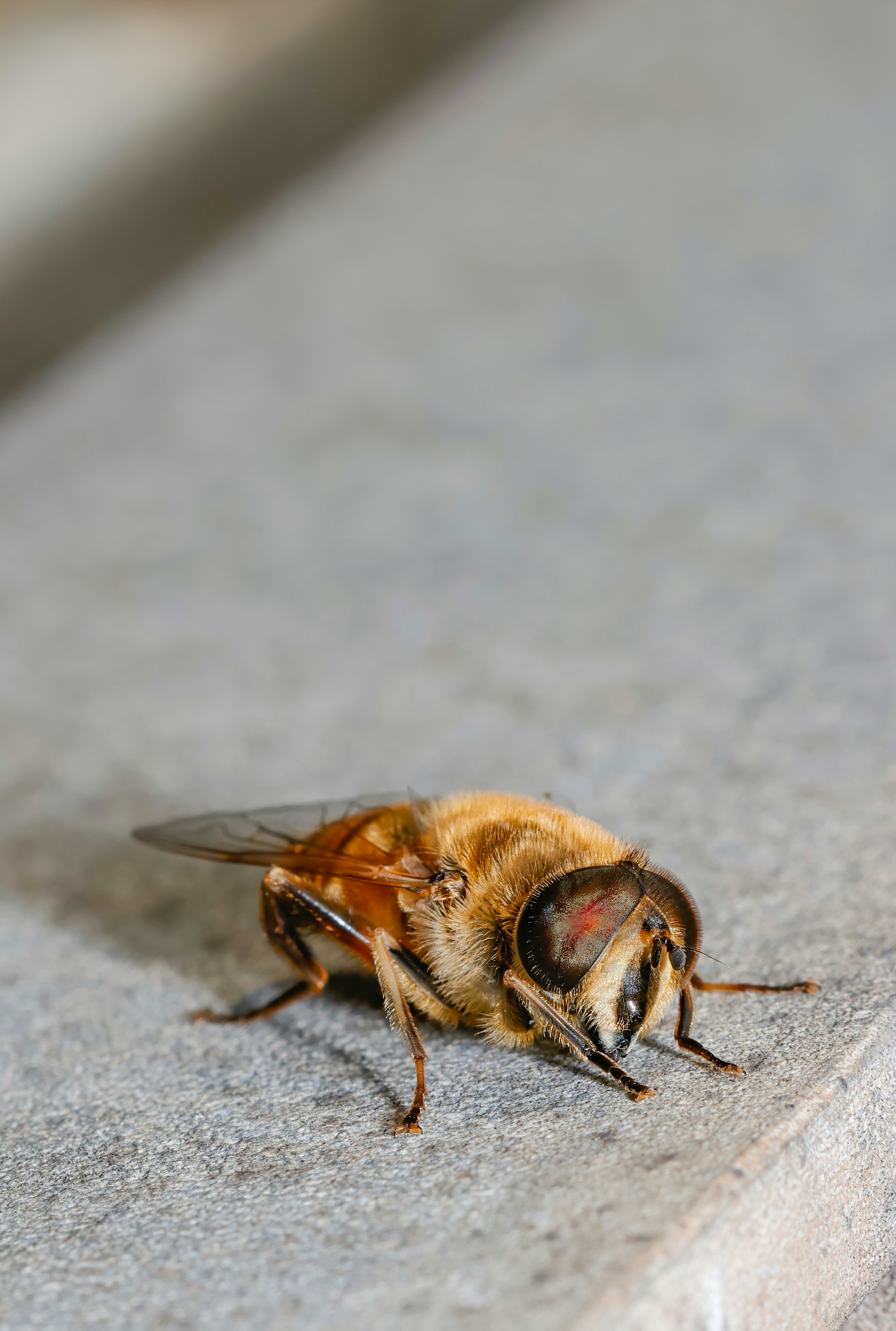 Nature's Tiny Architect: The Honeybee at Work
