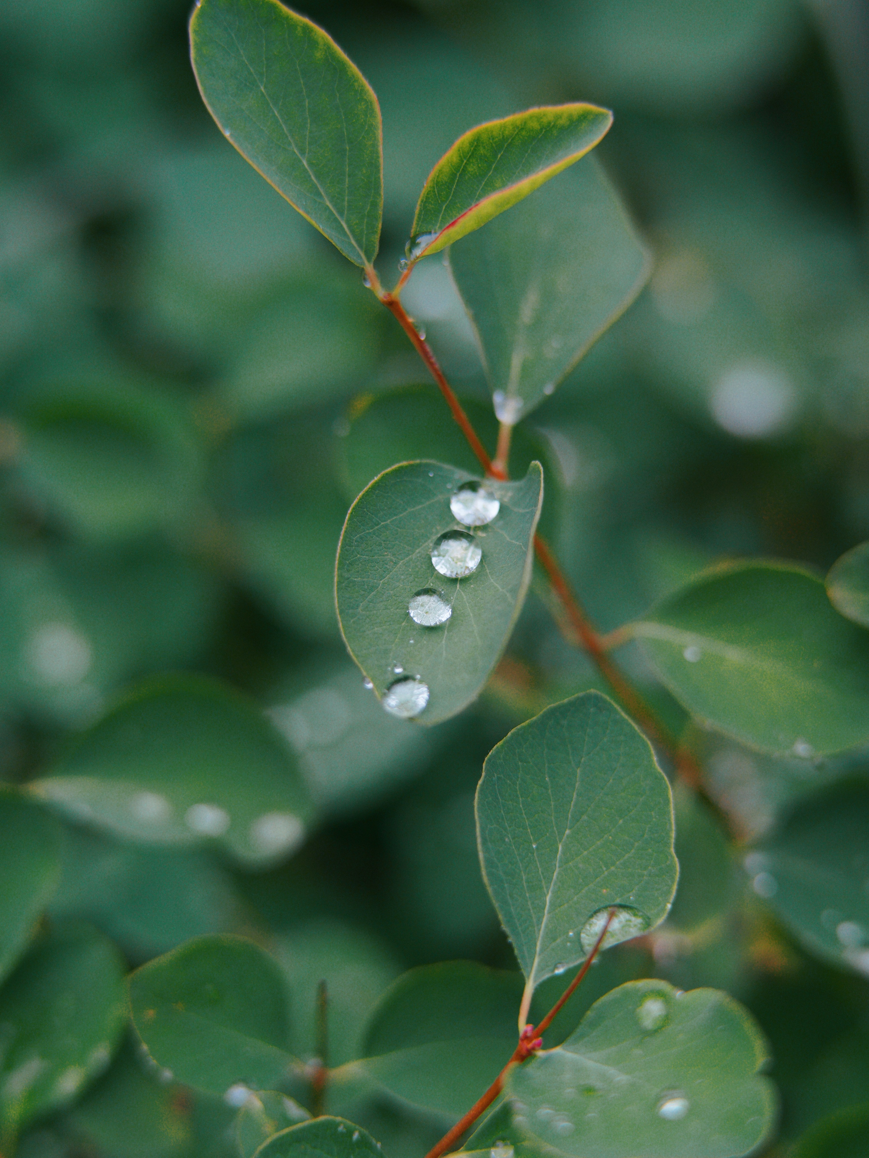 Raindrops perched delicately on vibrant green leaves, showcasing the beauty of nature's details.