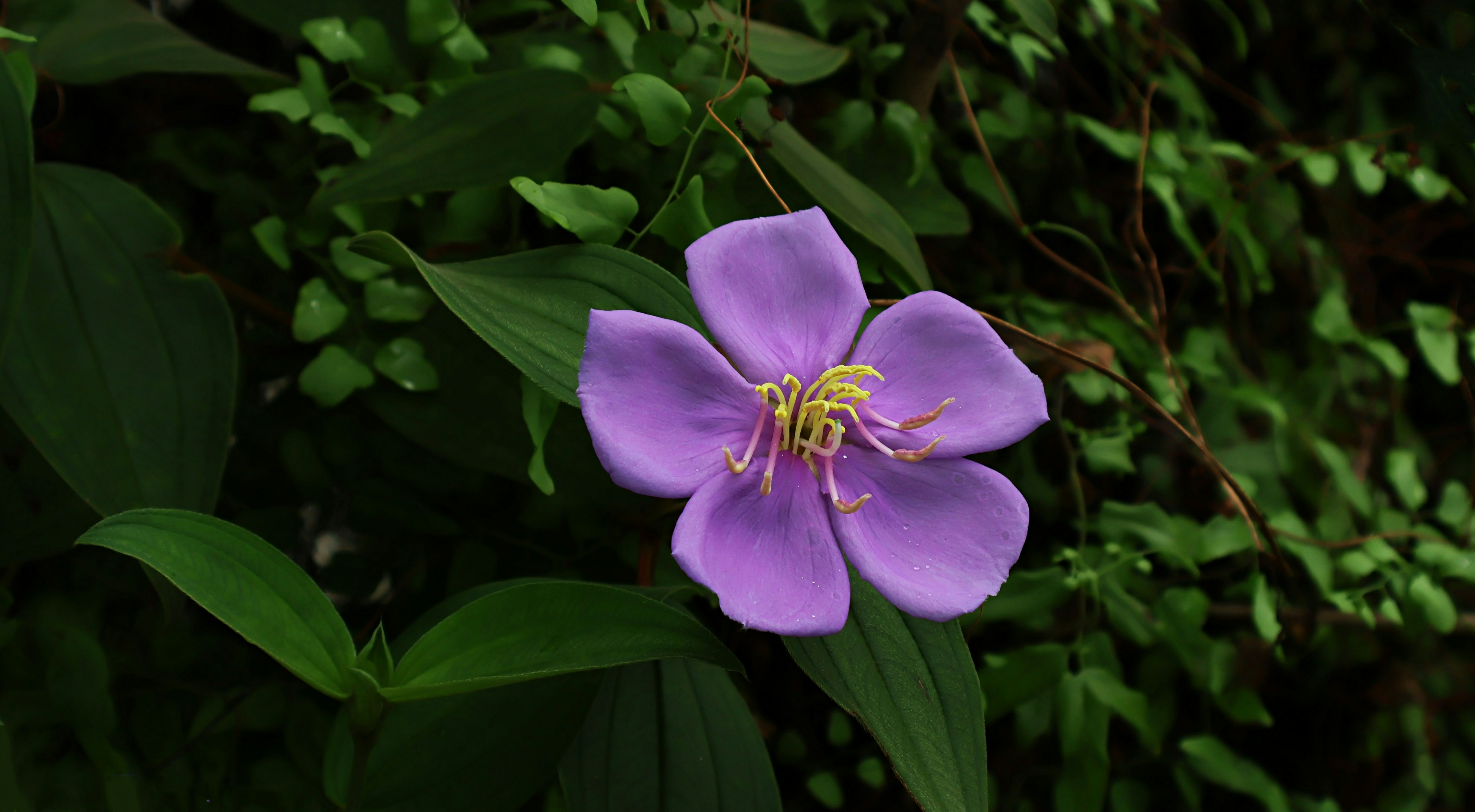 Violet Clematis in a Velvet Green Frame