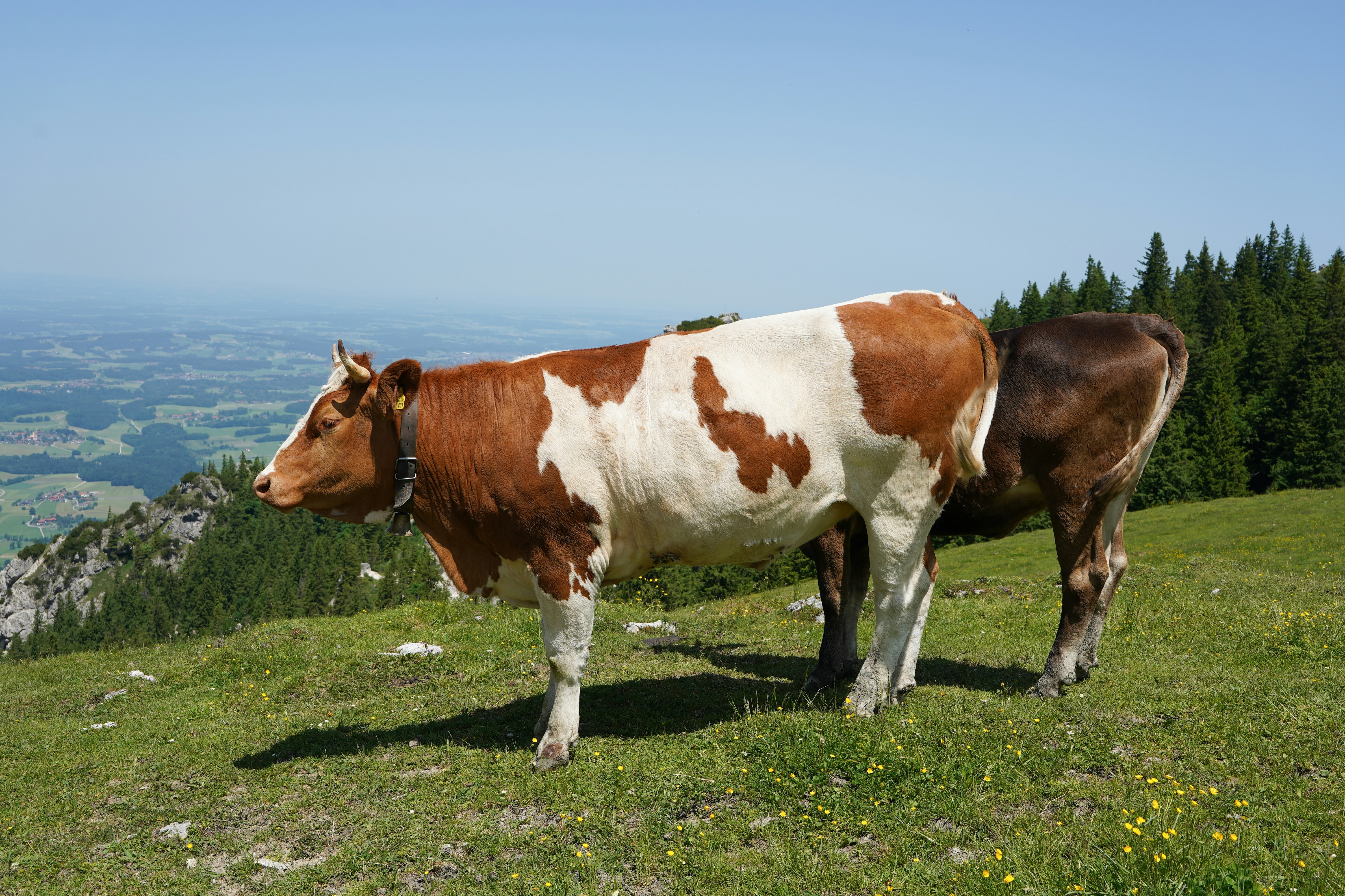 Photo by Wolfgang Weiser with Sony Alpha 7 III