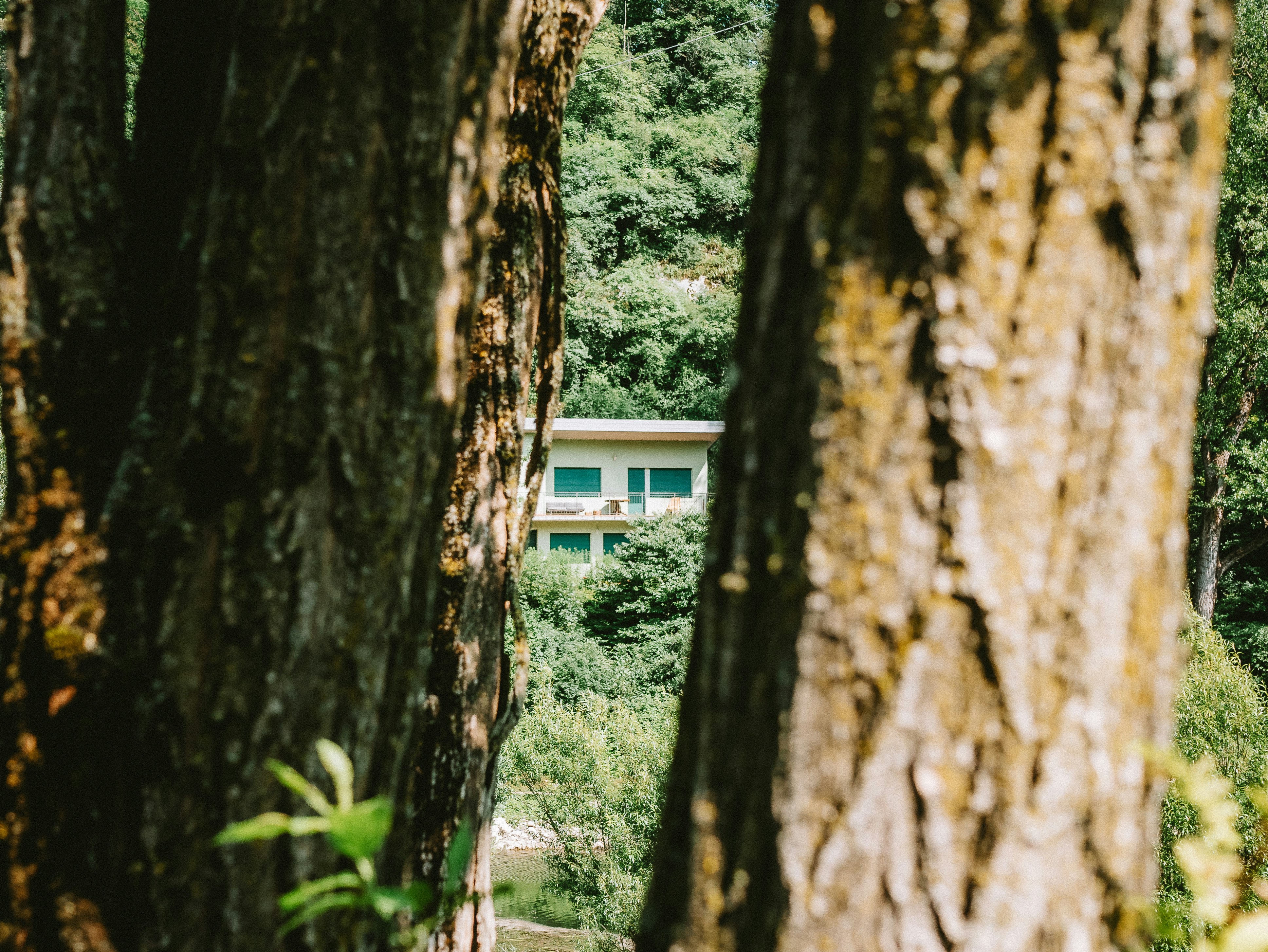 Between Bark and Brick: A Hidden Campus Framed by Forest