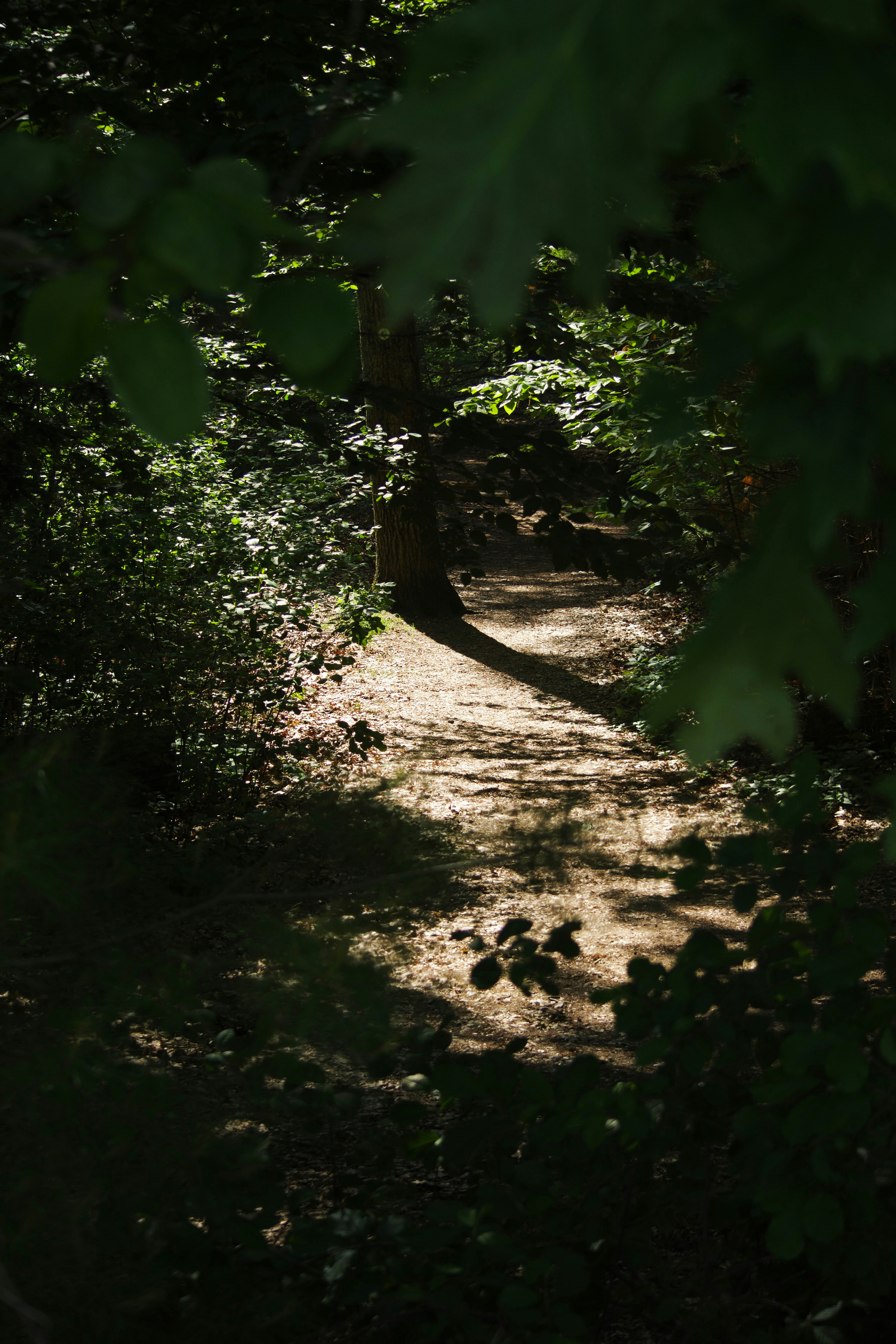 Sunlight casts down onto a forest path.