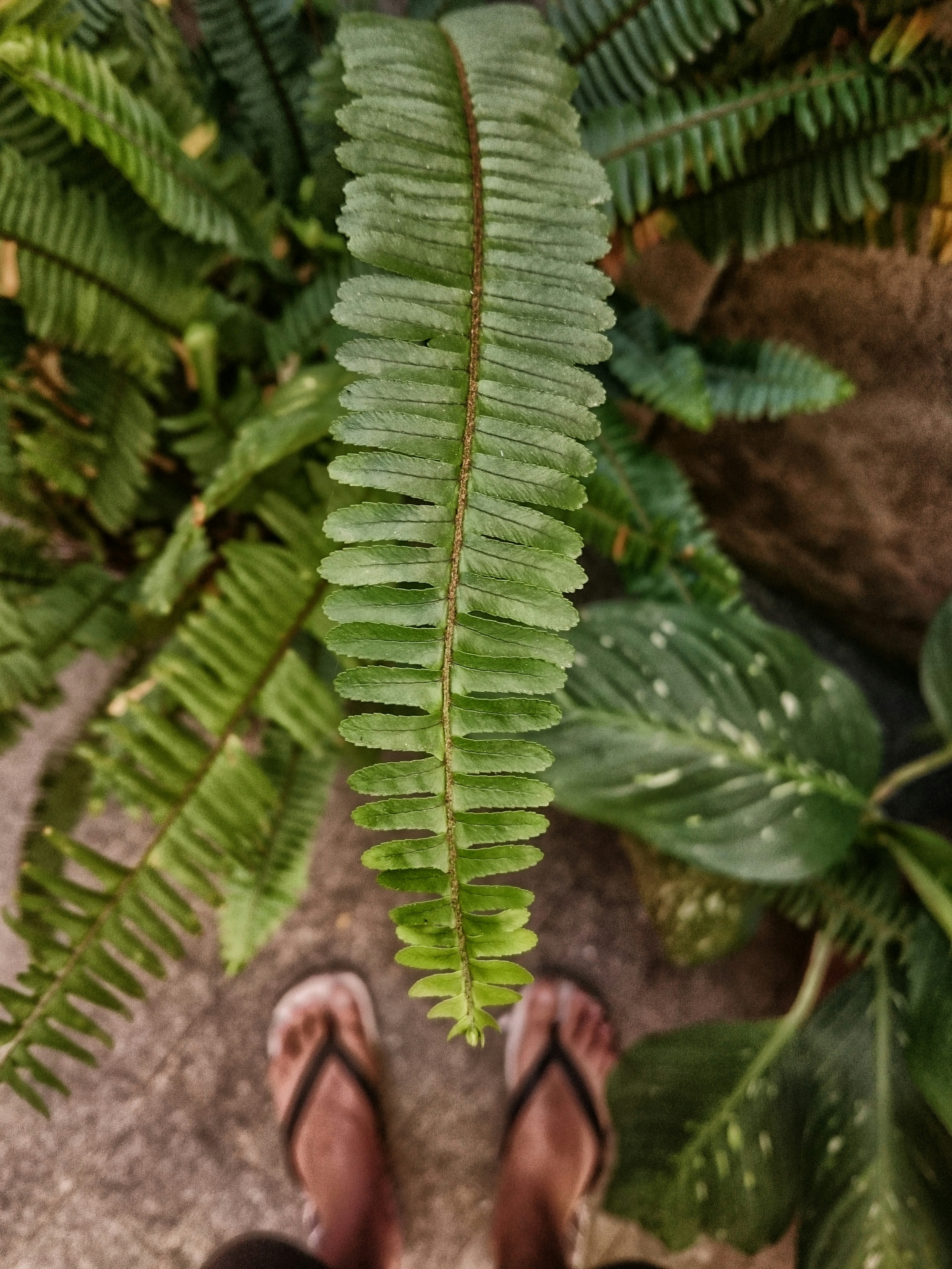 Centerline Fern: A Ground-Level Portrait of a Quiet Jungle Frond