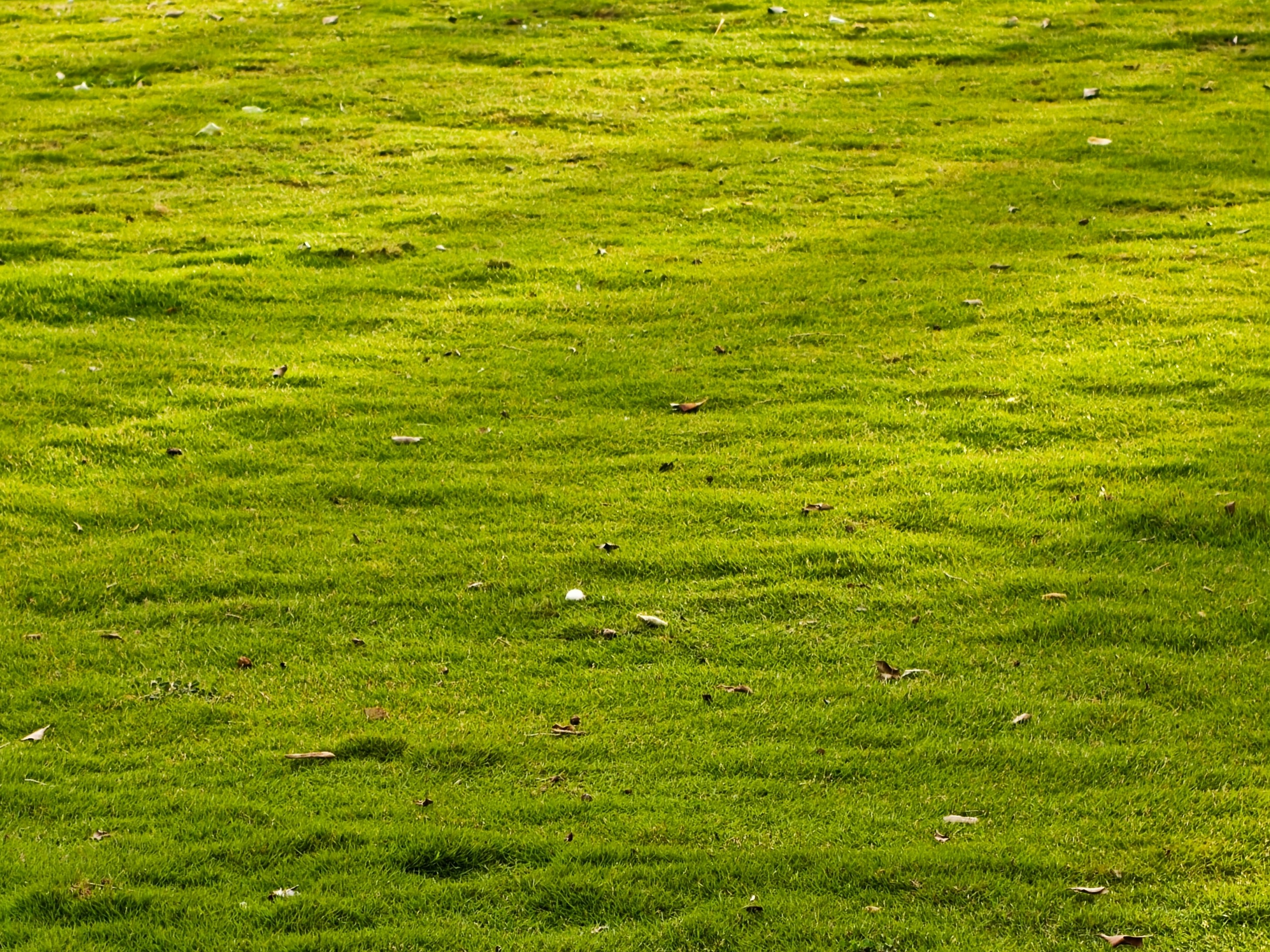 Sample photo from OnePlus 13