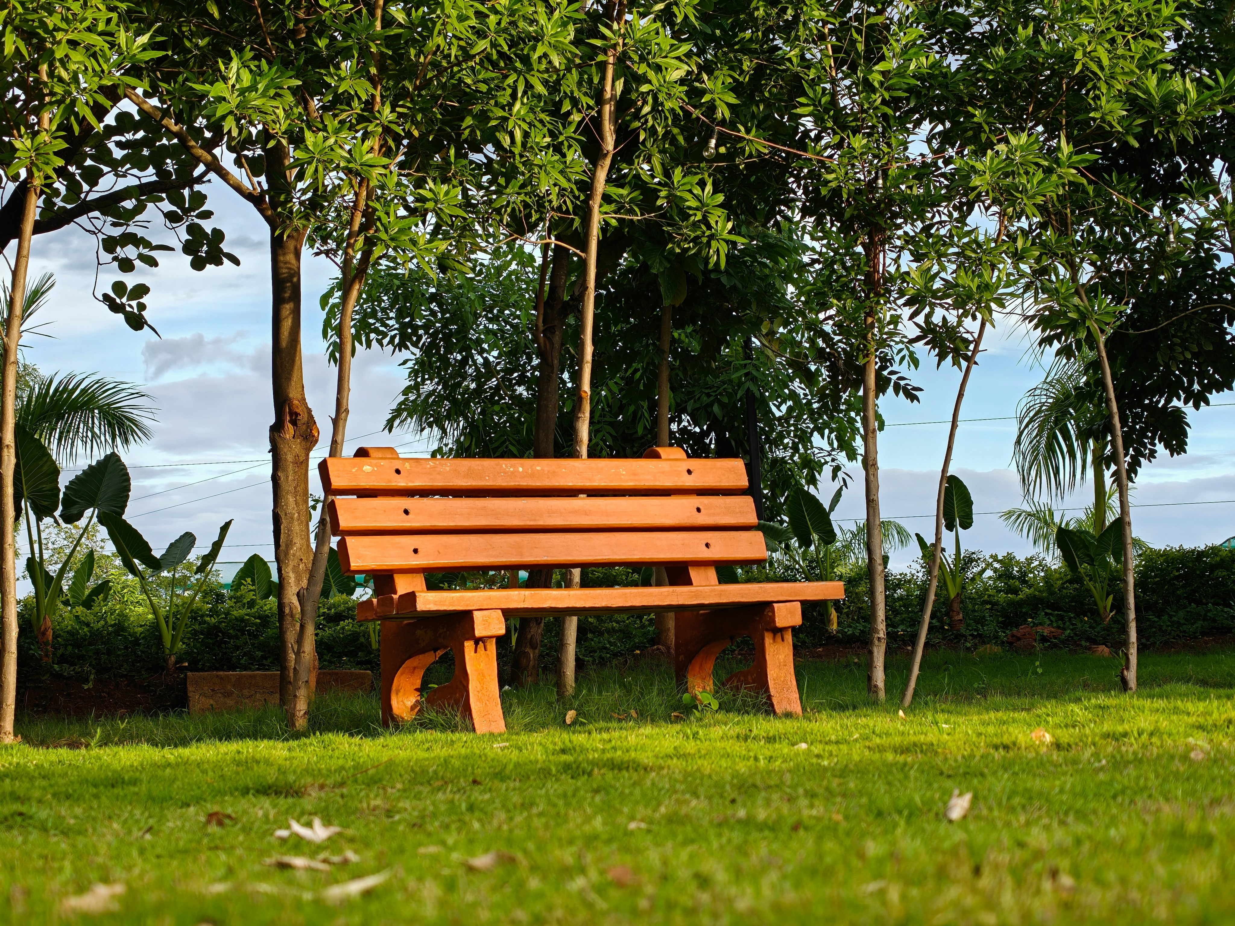 A wooden bench nestled among lush greenery, surrounded by trees and tropical plants, inviting moments of relaxation.