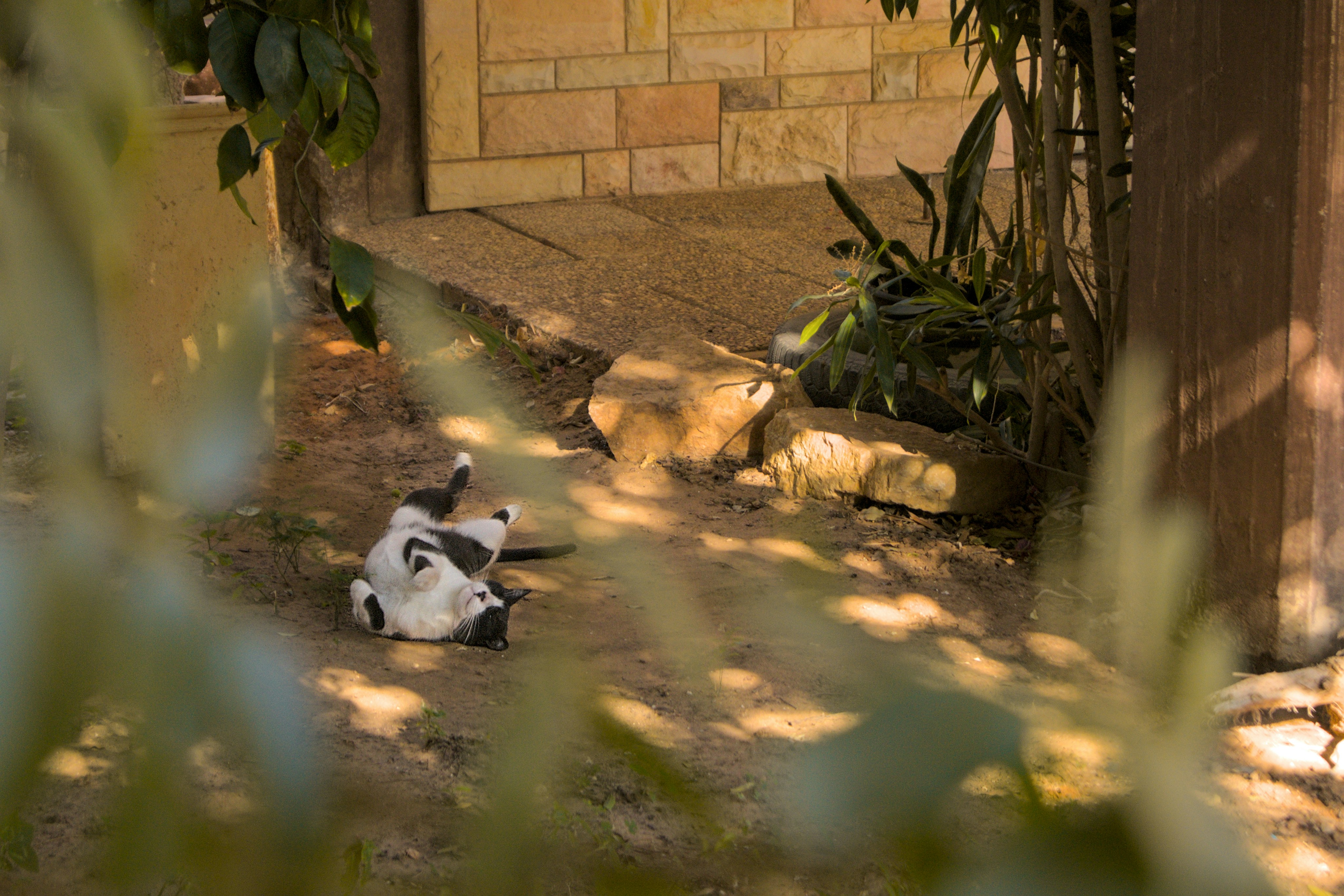 A playful rabbit sprawled on the ground, surrounded by lush greenery and warm sunlight, creating a serene garden scene.