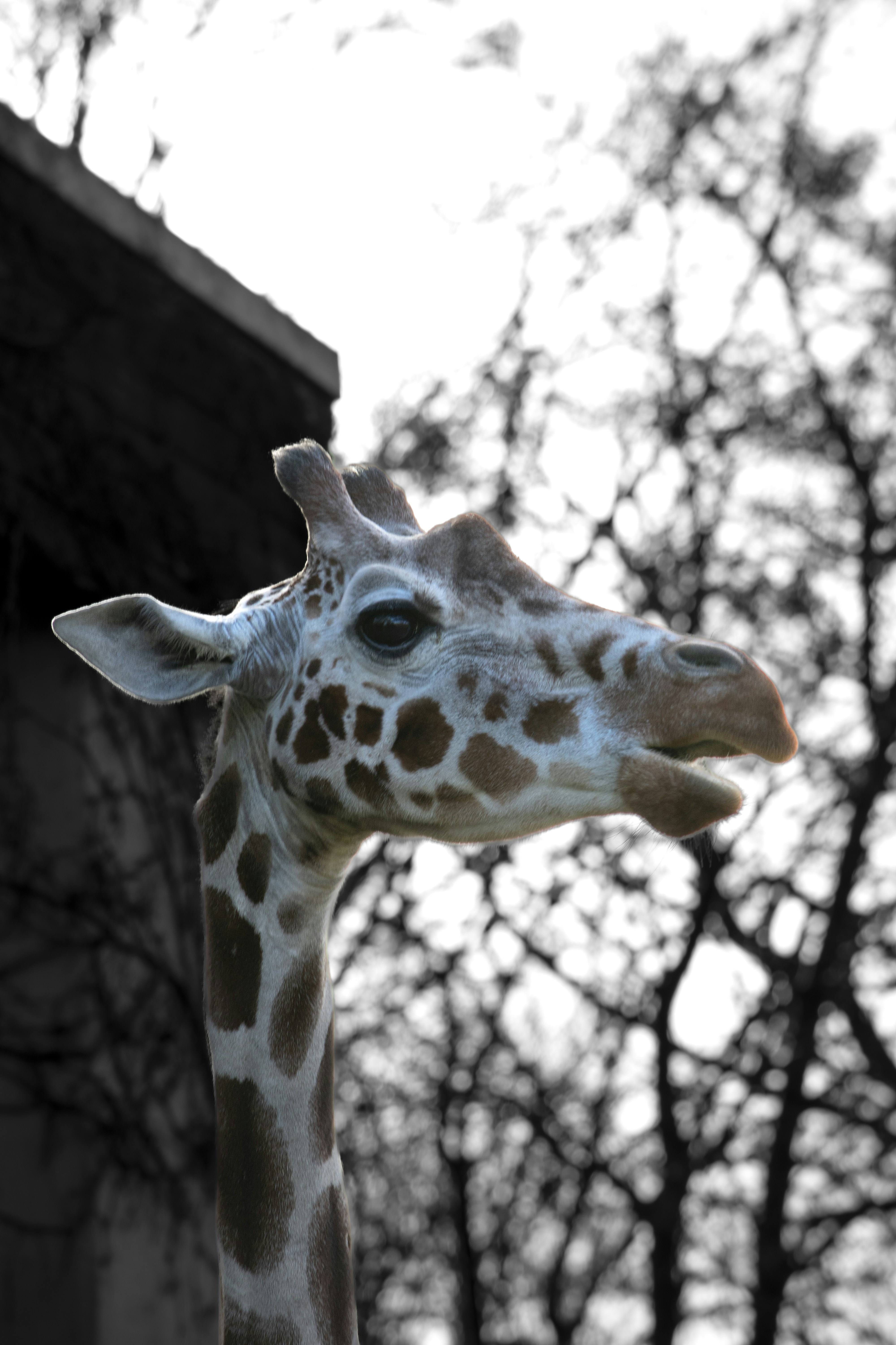 Whispers of the Savannah