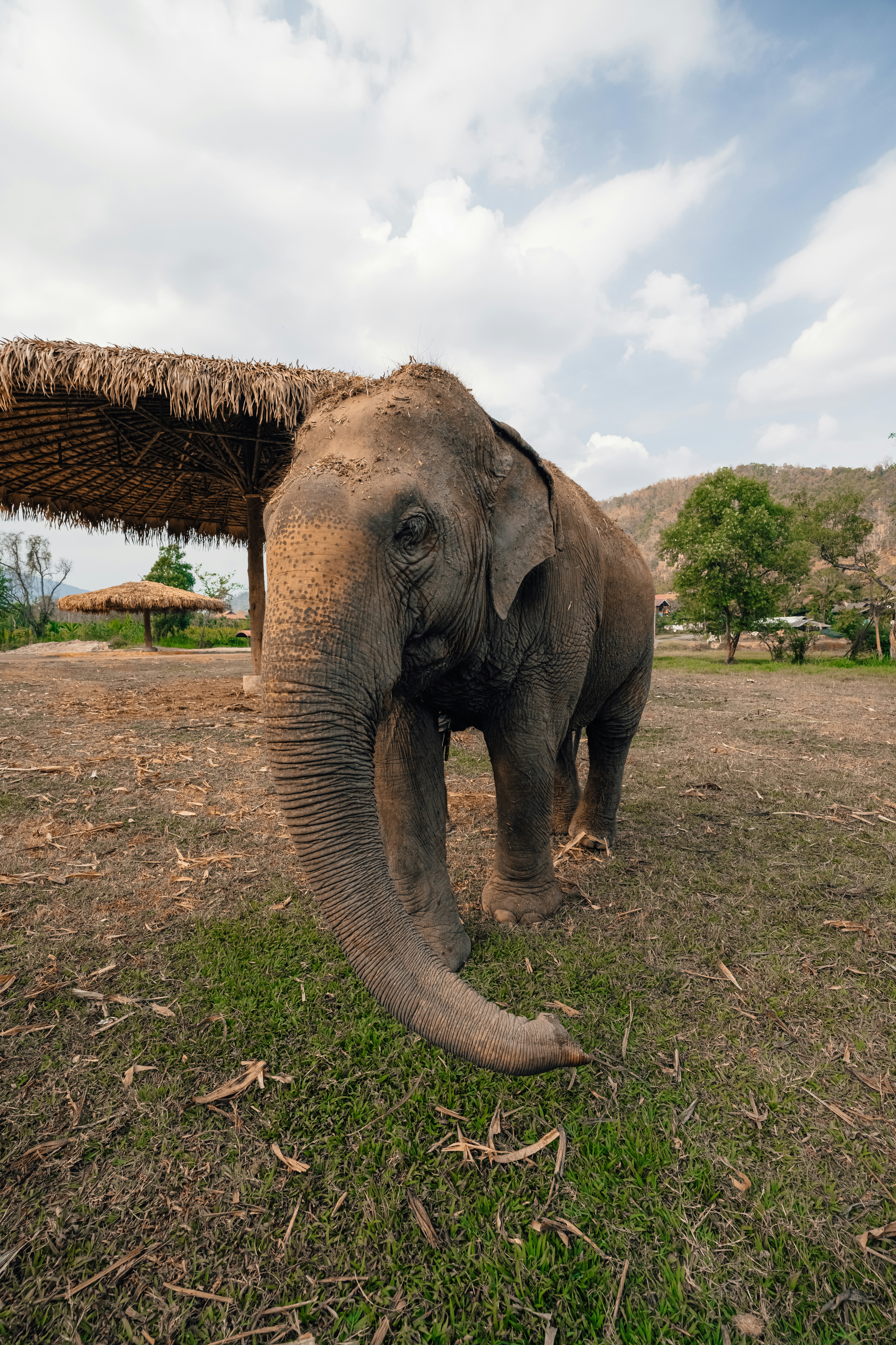 Gentle Giant Beneath the Canopy