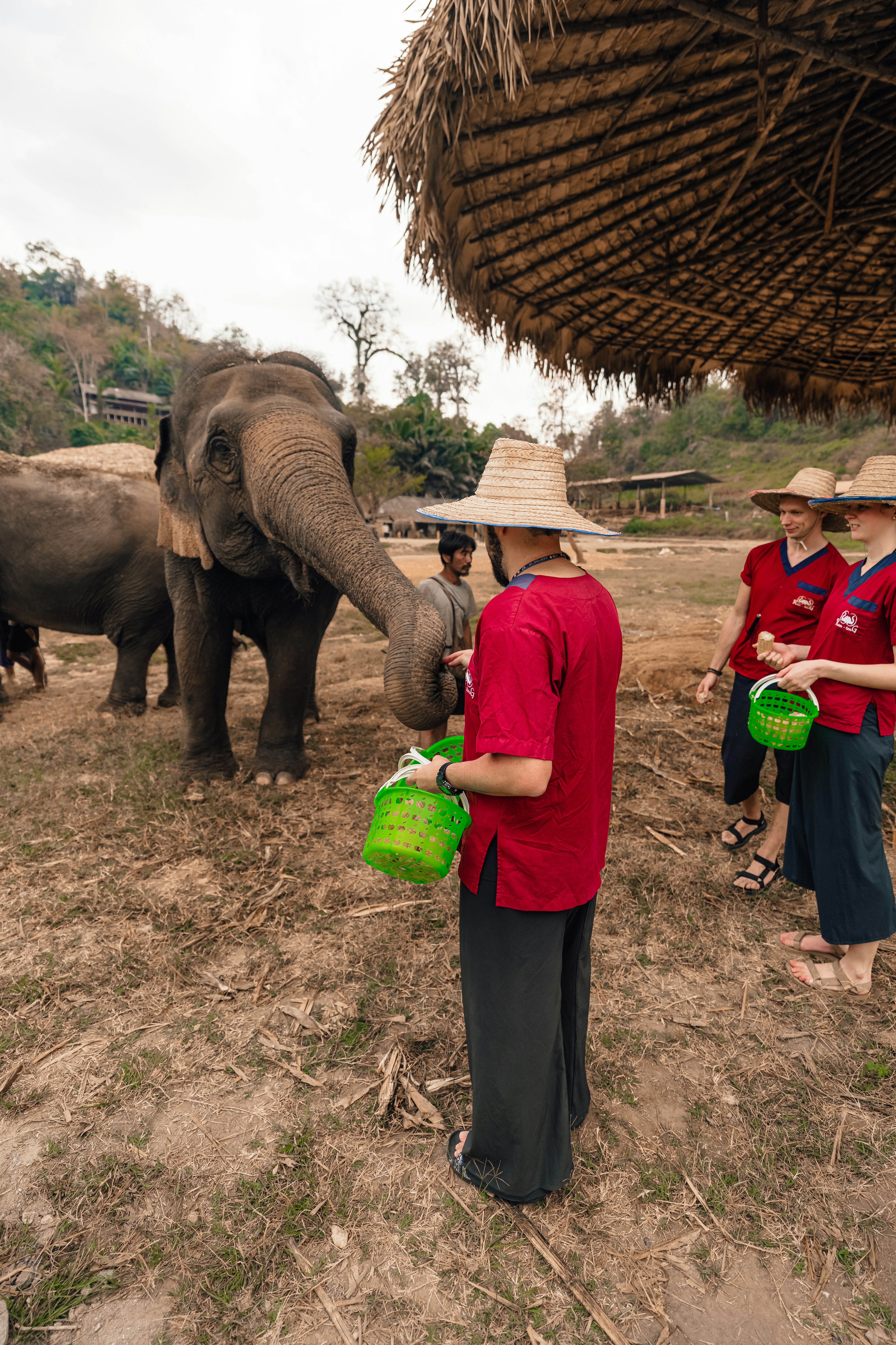 Trunk-to-Bucket Connection: Elephants and Volunteers at a Rustic Sanctuary