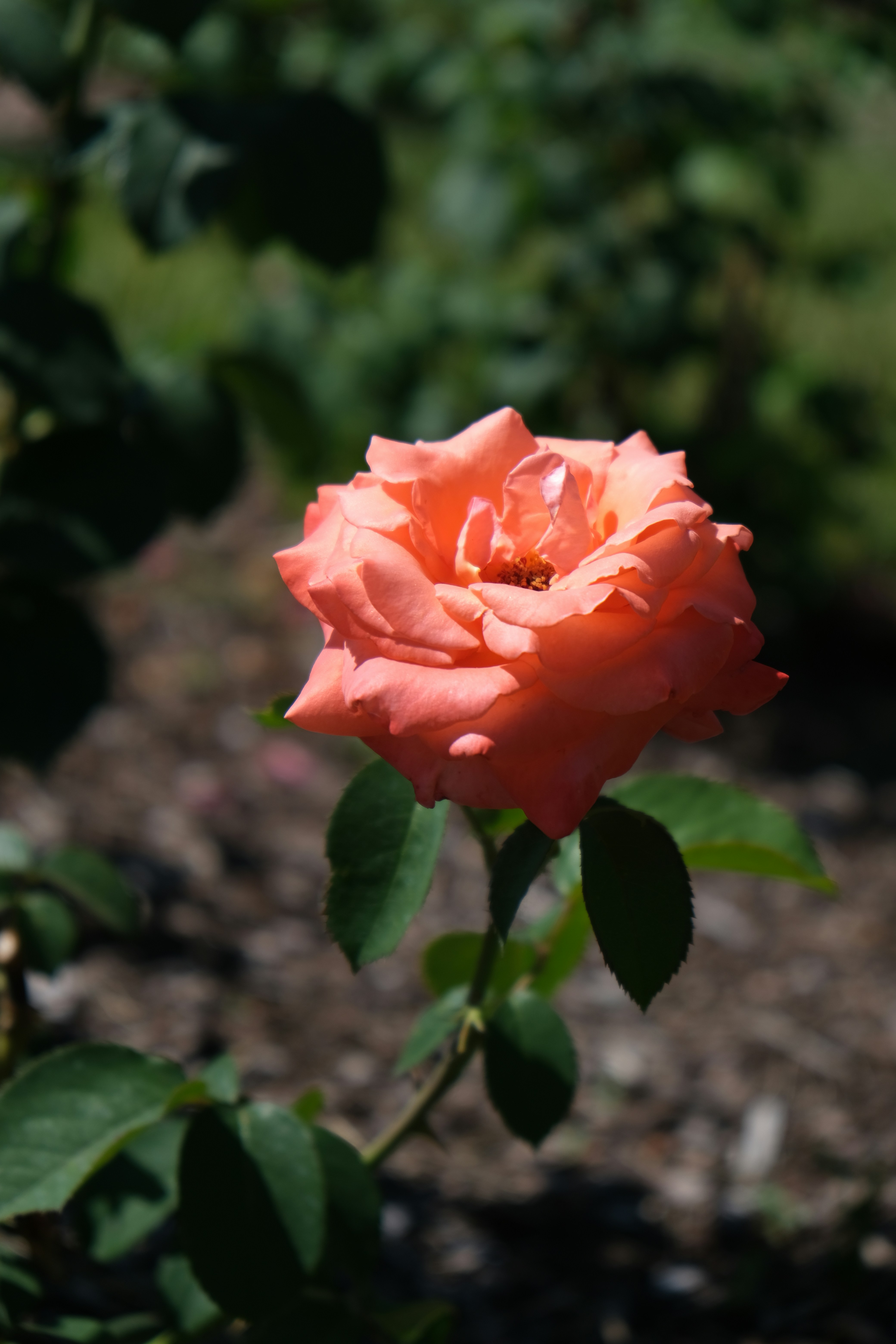 Blush Rose Under a Soft Garden Spotlight