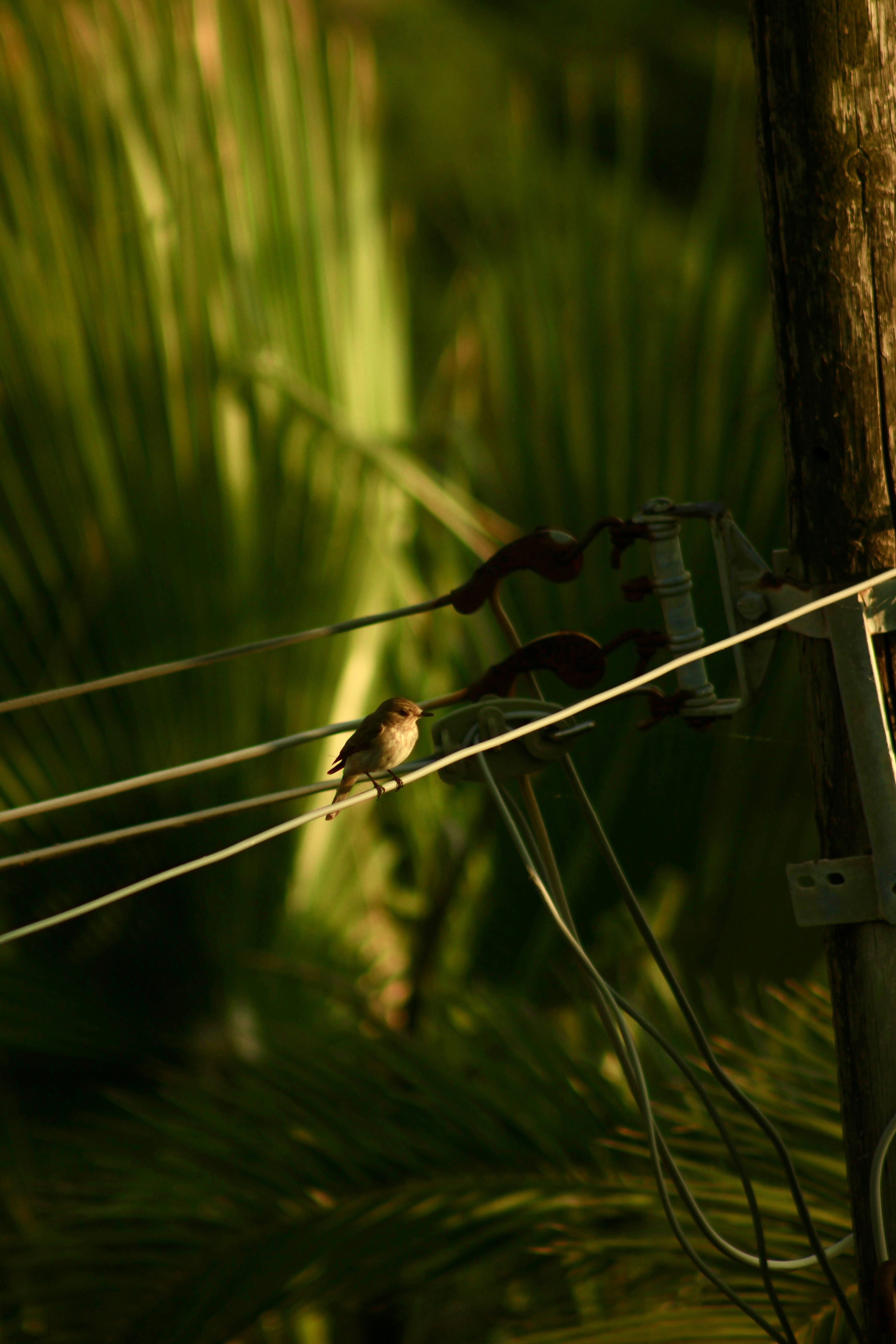 Evening Solitude: A Bird on the Wire