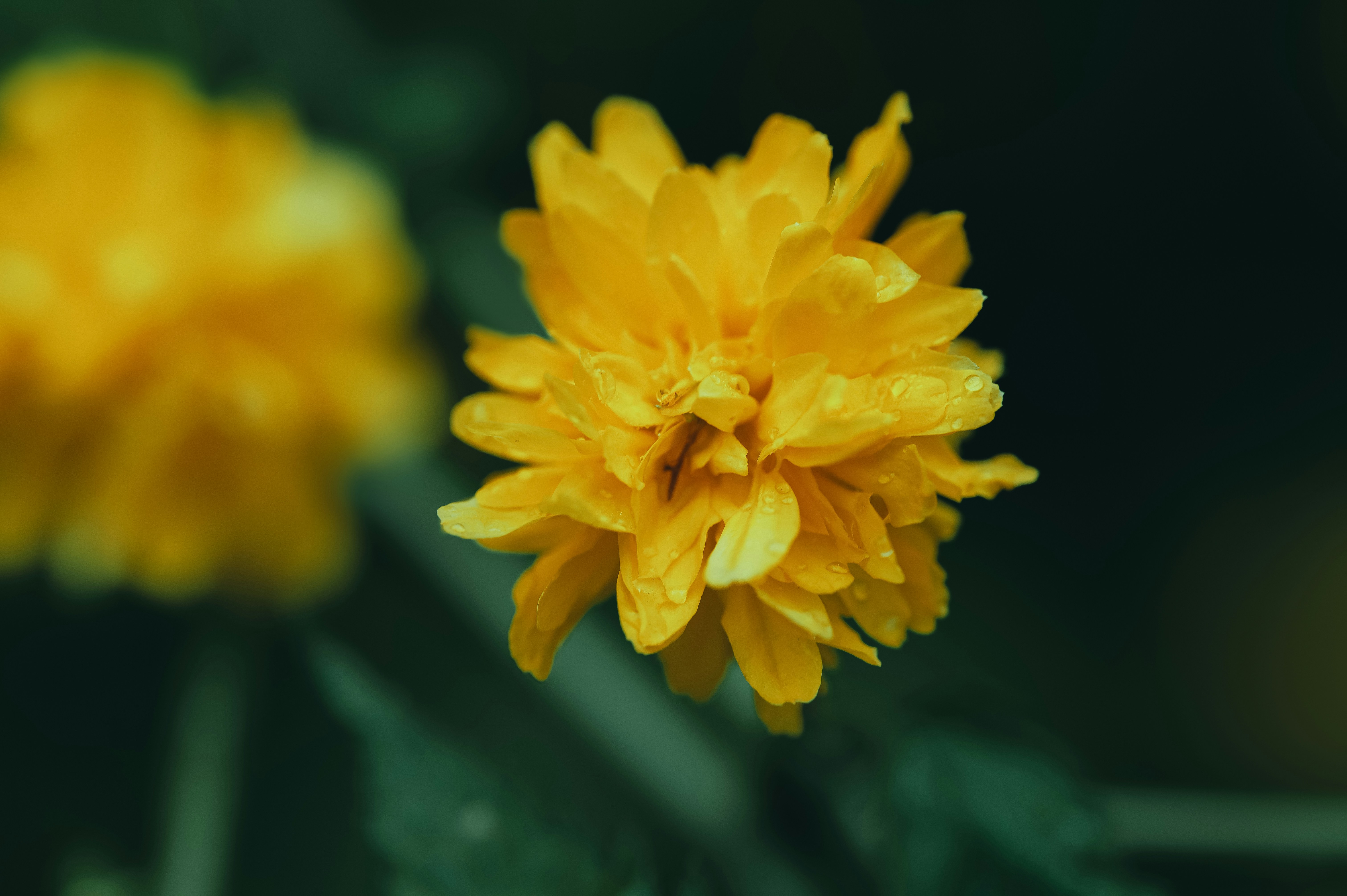 Vibrant yellow flower with layered petals surrounded by lush green foliage. Captures the delicate beauty of nature.
