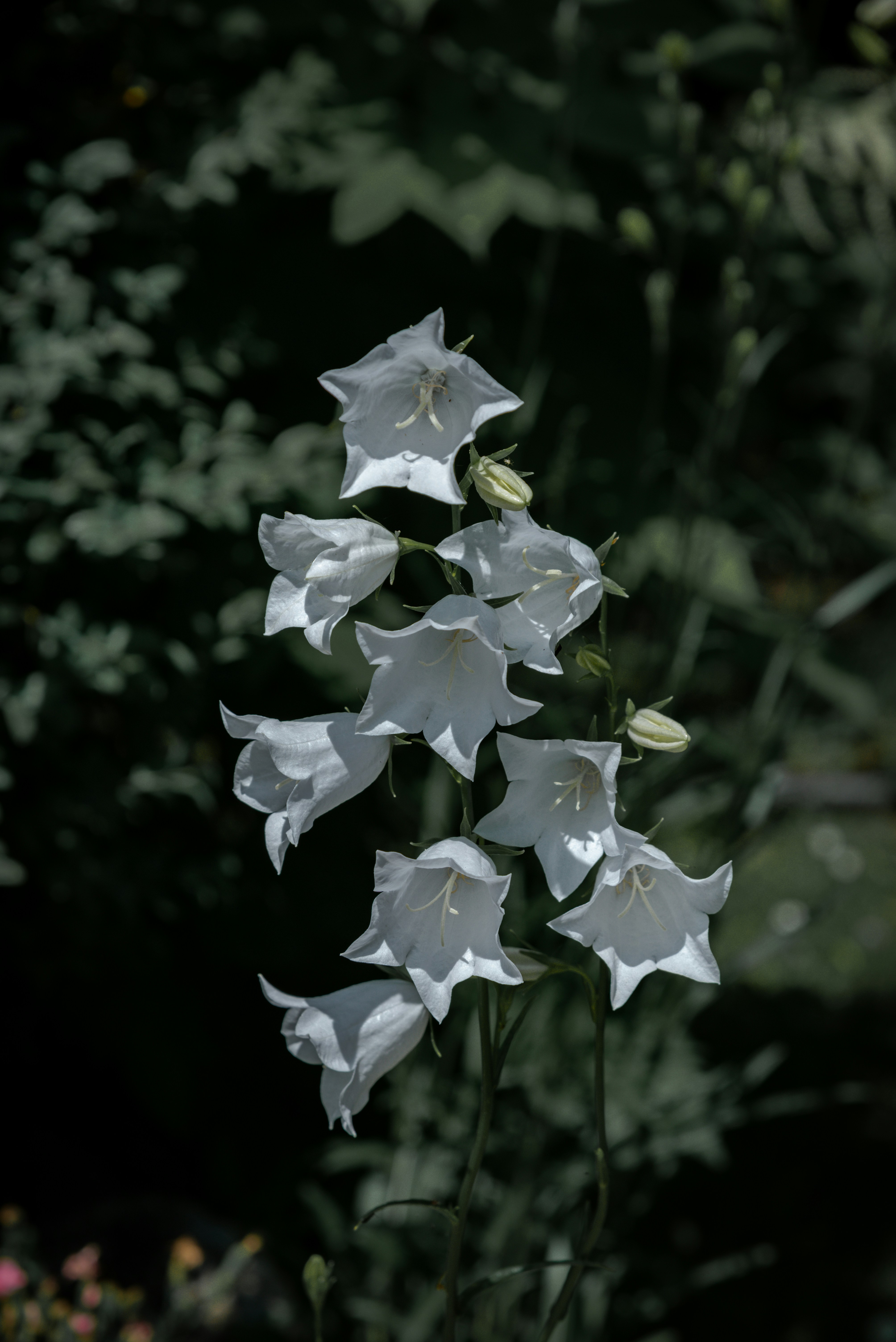 Cascade of White Bellflowers in Dappled Garden Light