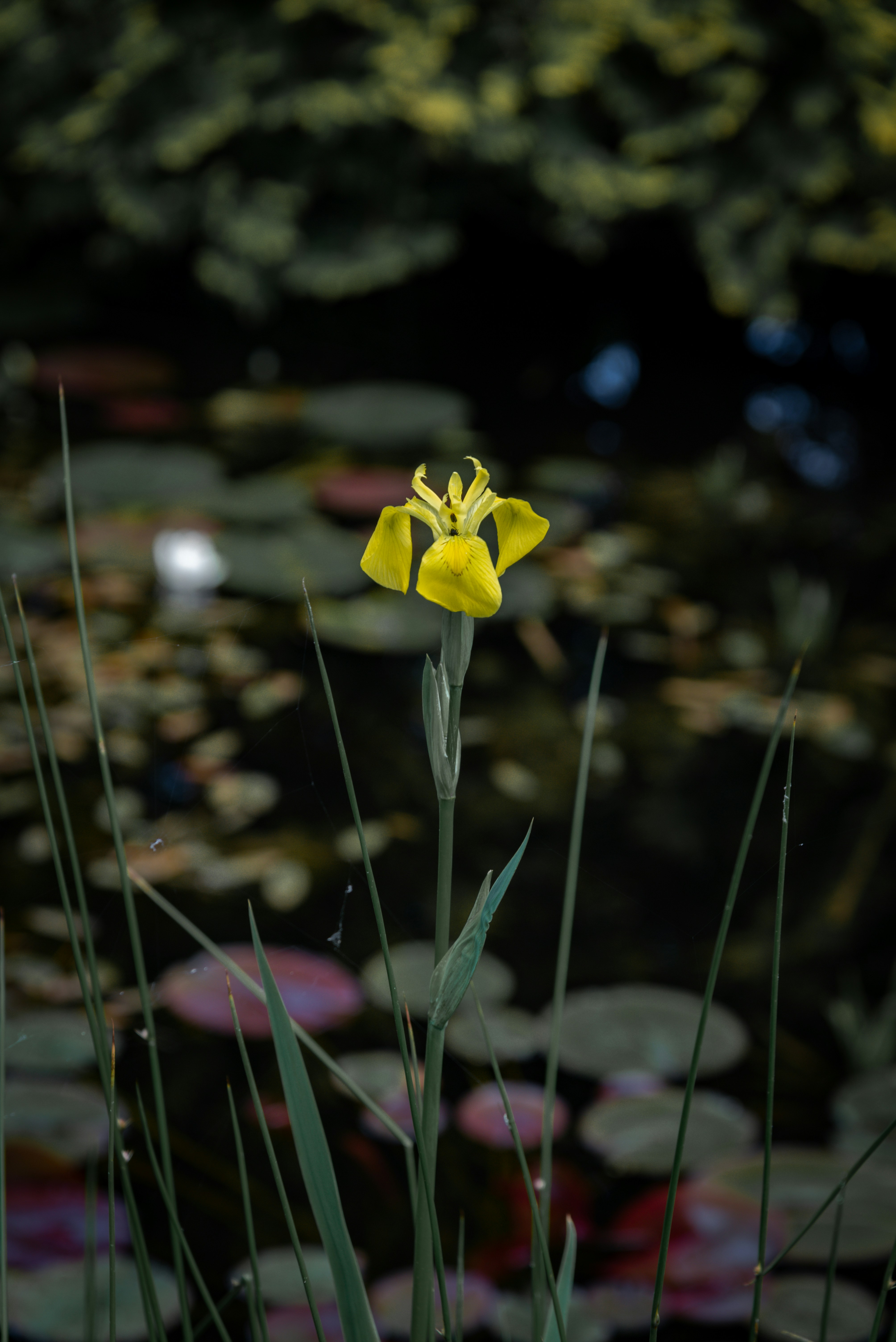 Single Yellow Iris Reaching Toward a Quiet Pond