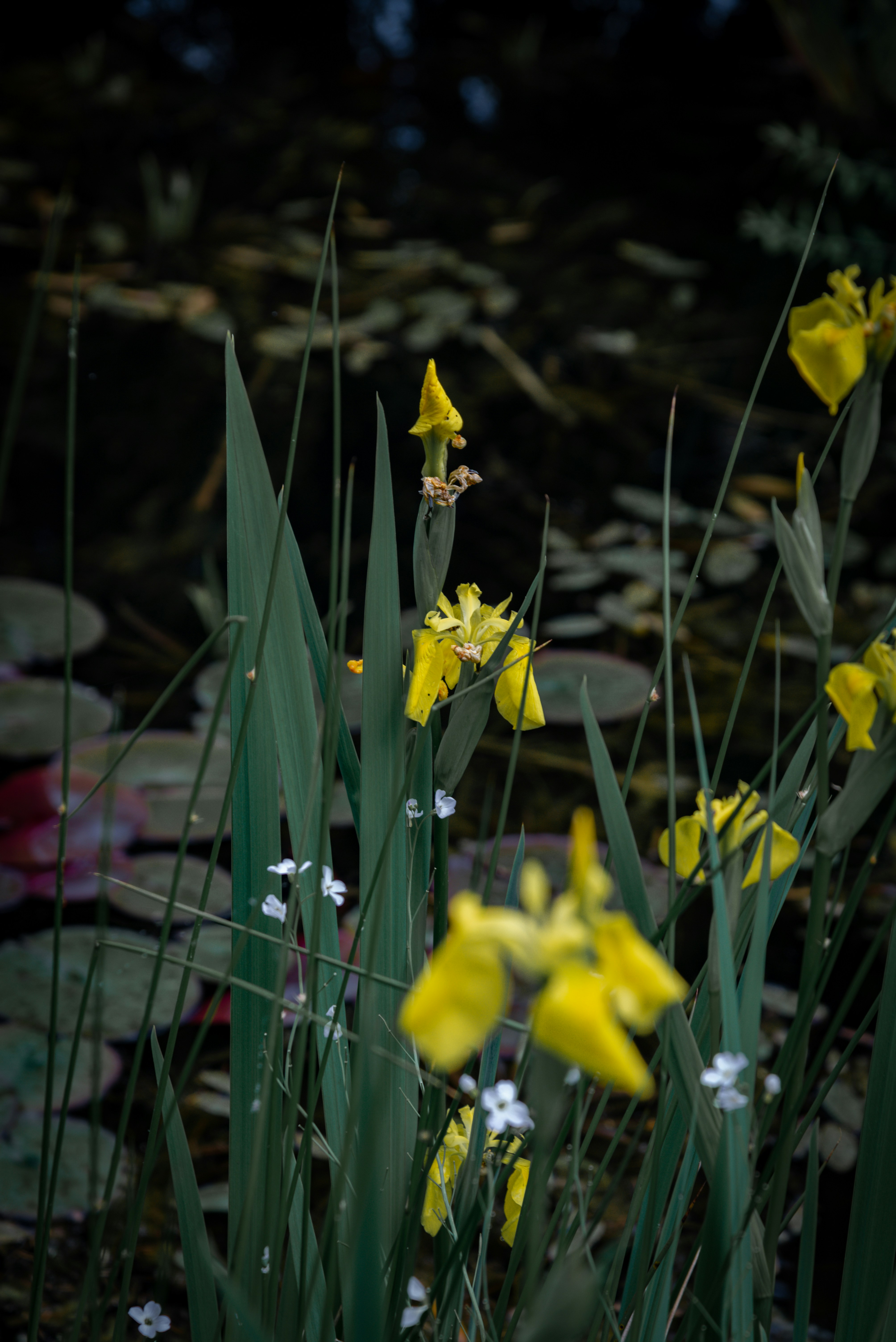 Golden Iris Spears Framing a Shadowed Pond