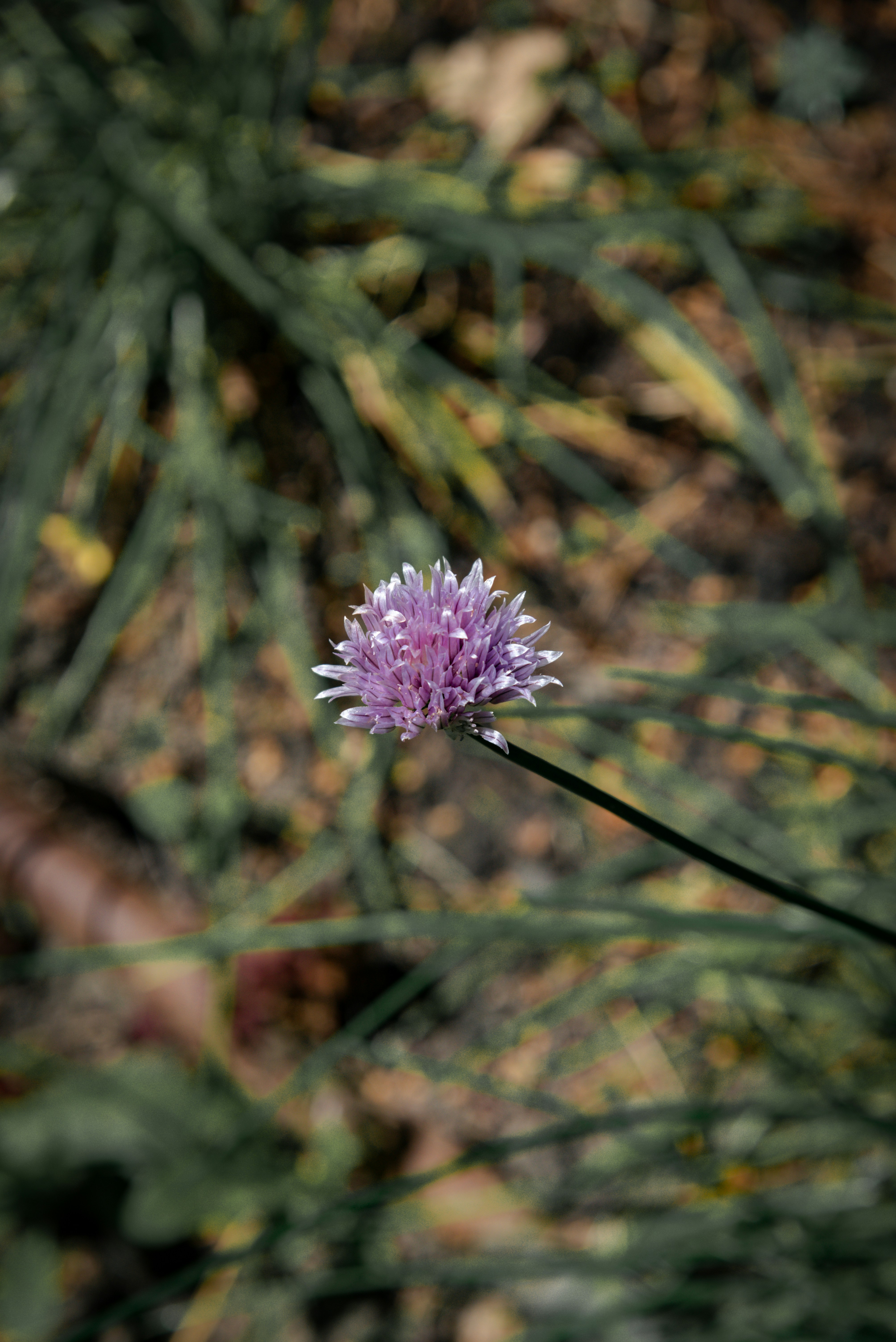 A single, purple flower stands out in nature. photo – Free Flower Image ...