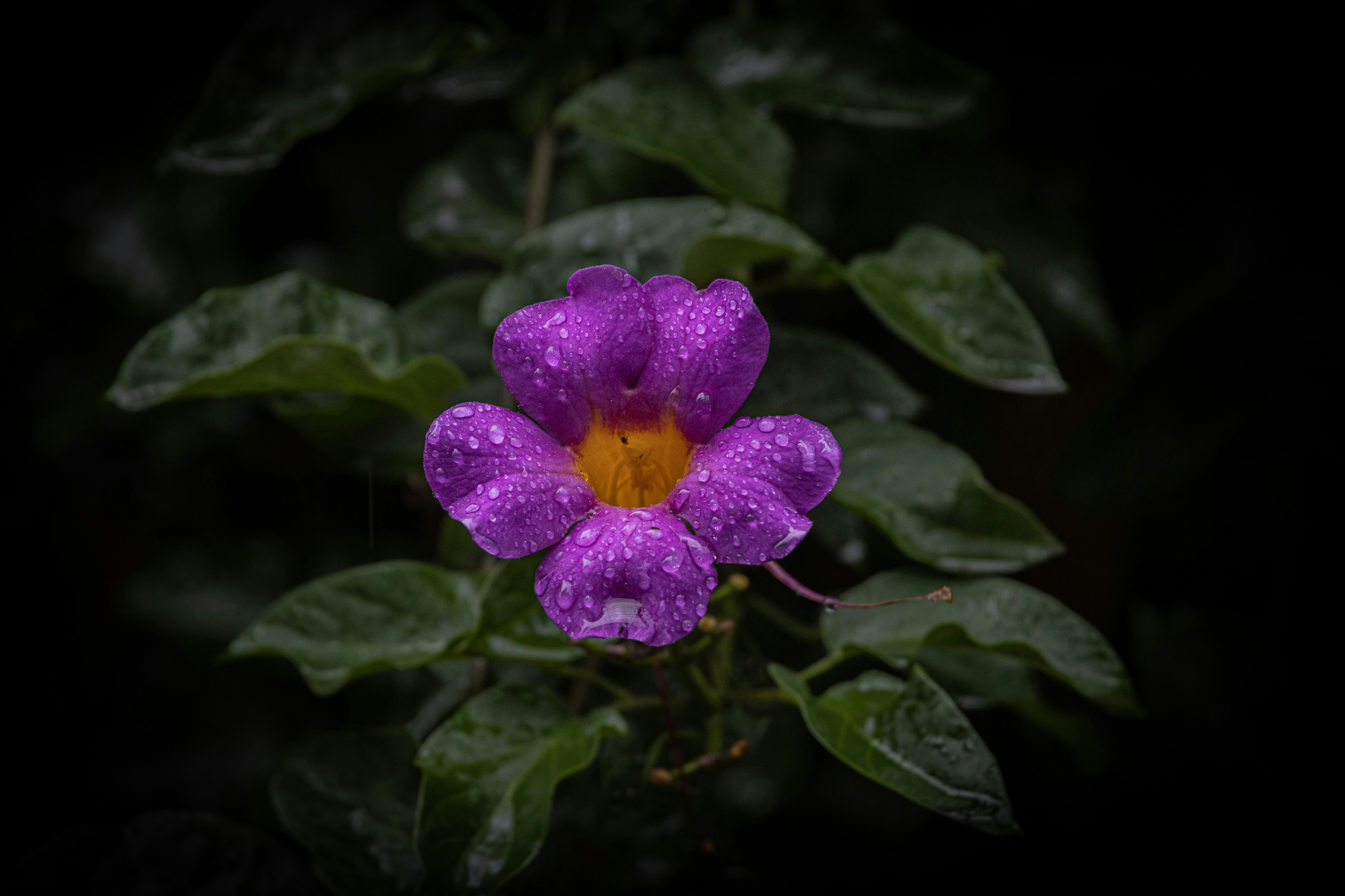 Velvet Night Bloom: Dewy Violet Center Amid Shadowed Foliage