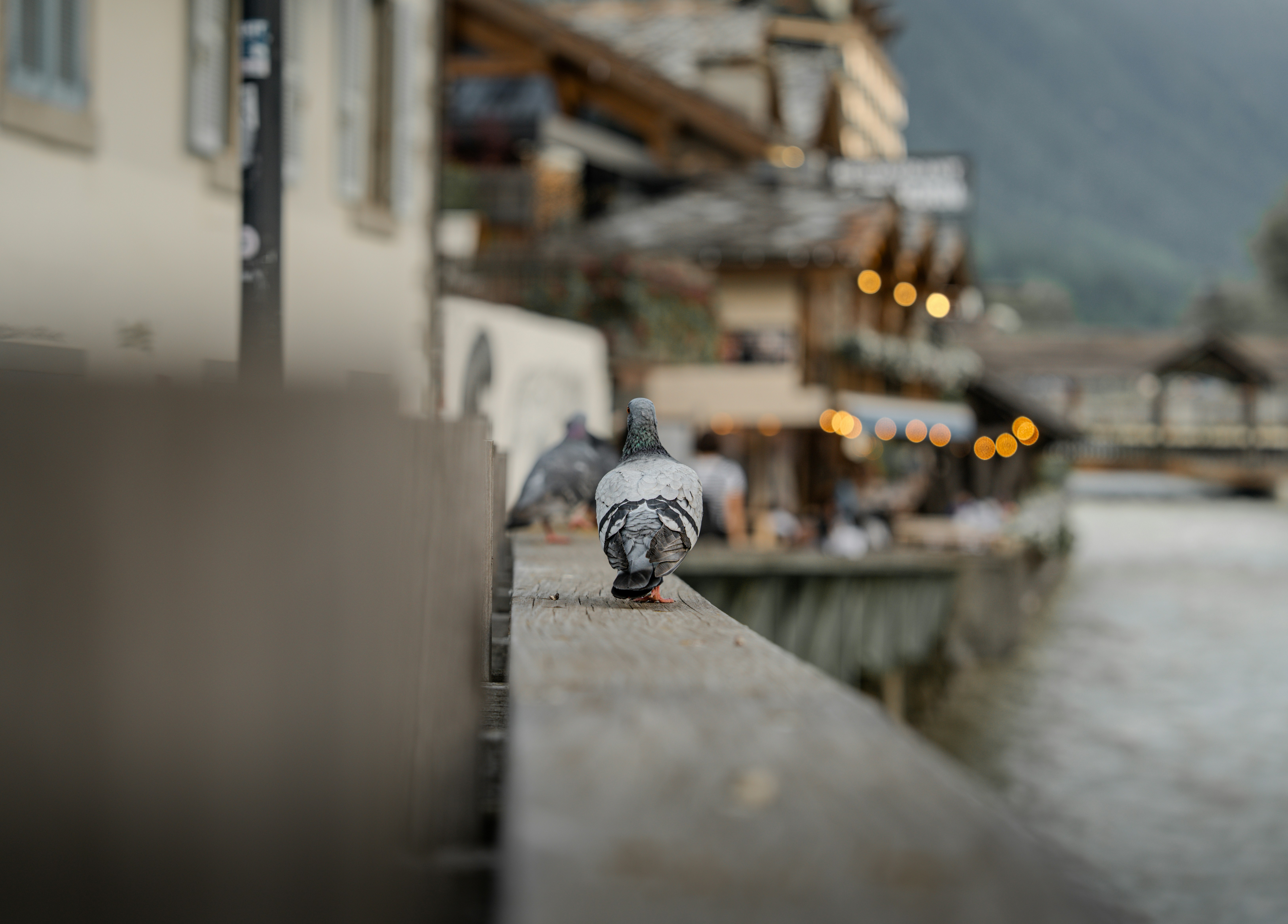 Perched Pigeon on a Weathered Railing Over a Lantern-lit Lakeside Street