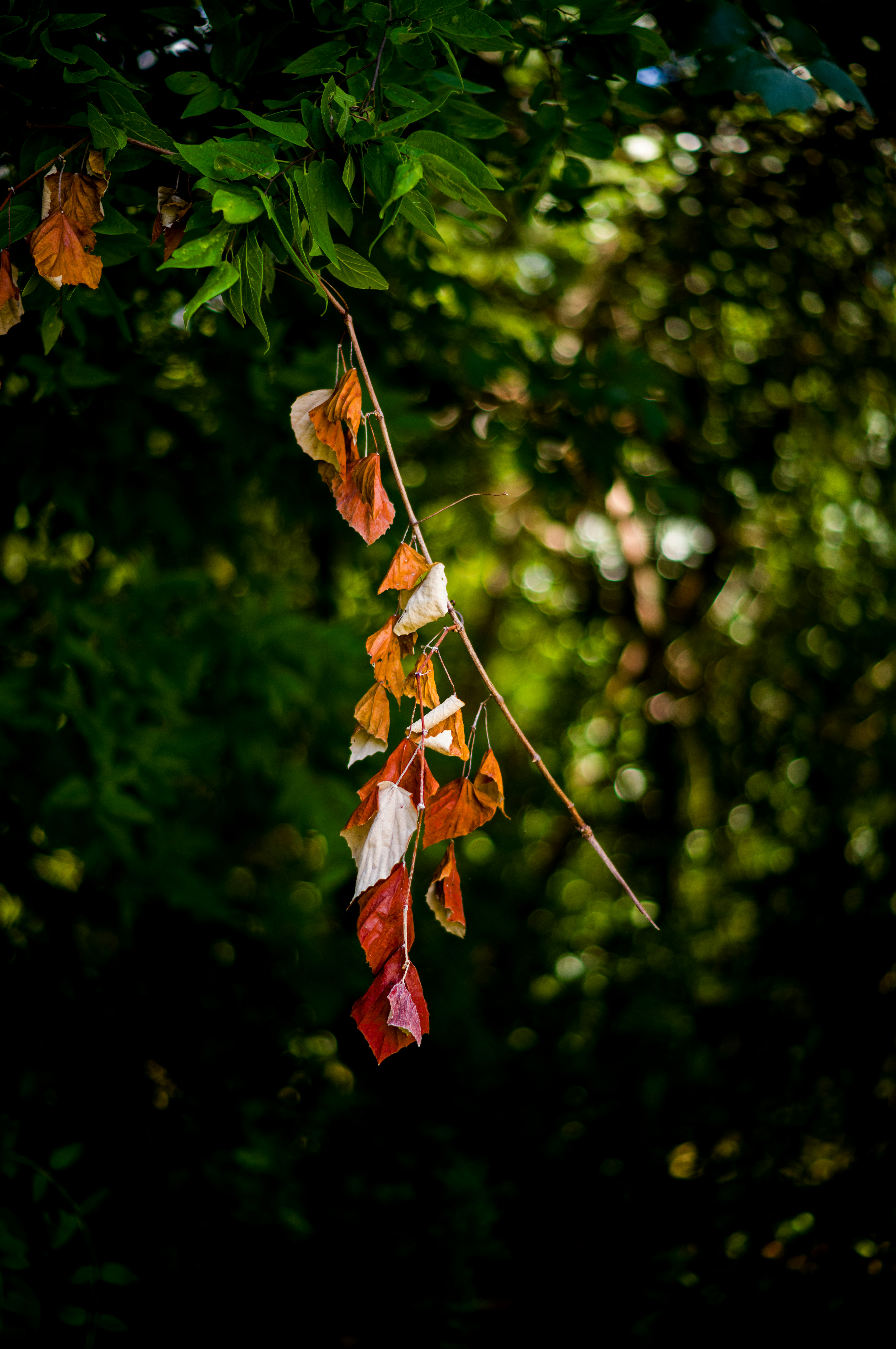 Autumn leaves hang from a branch.
