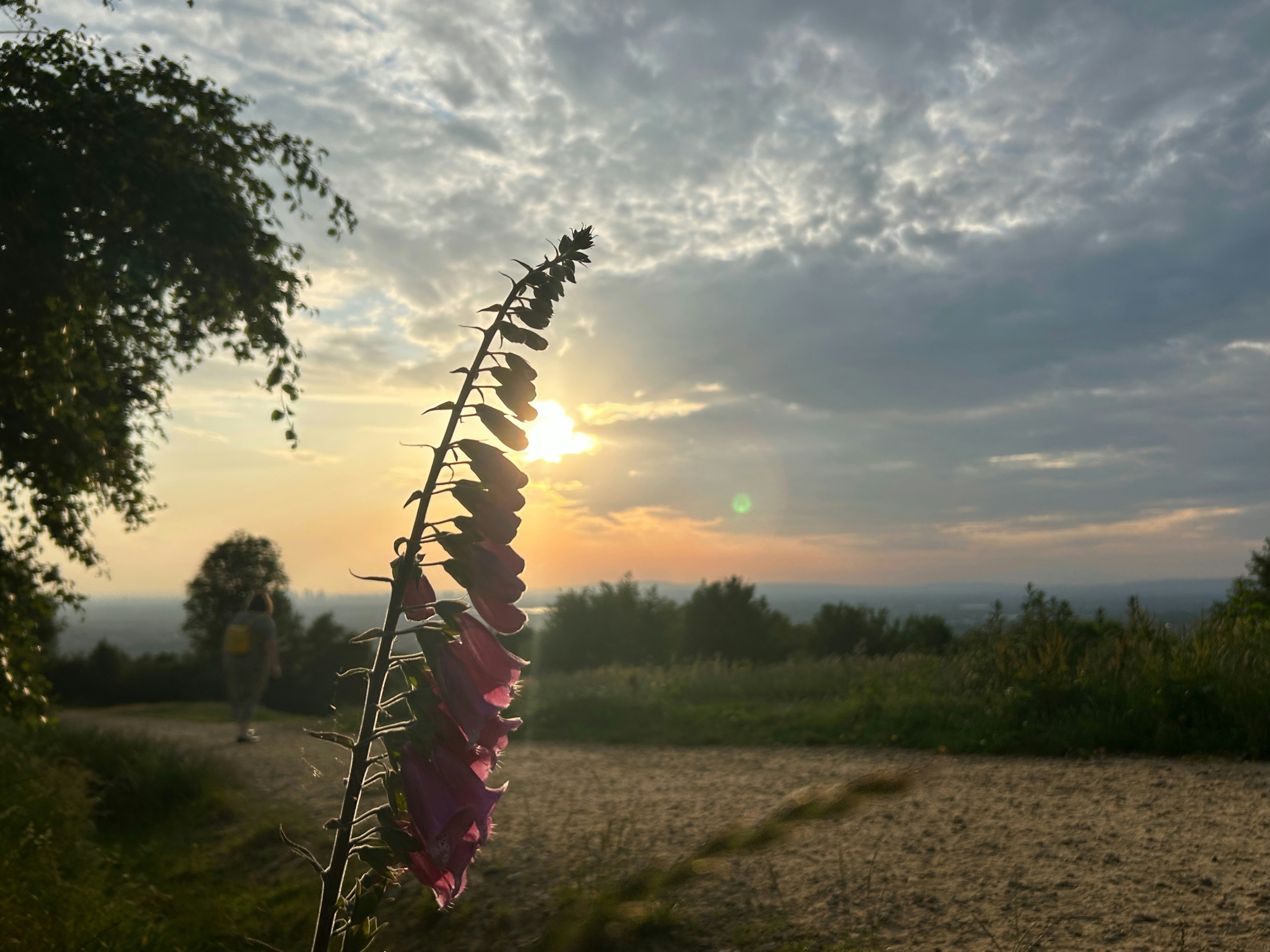 Foxglove at Sundown: A Quiet Verge Portrait
