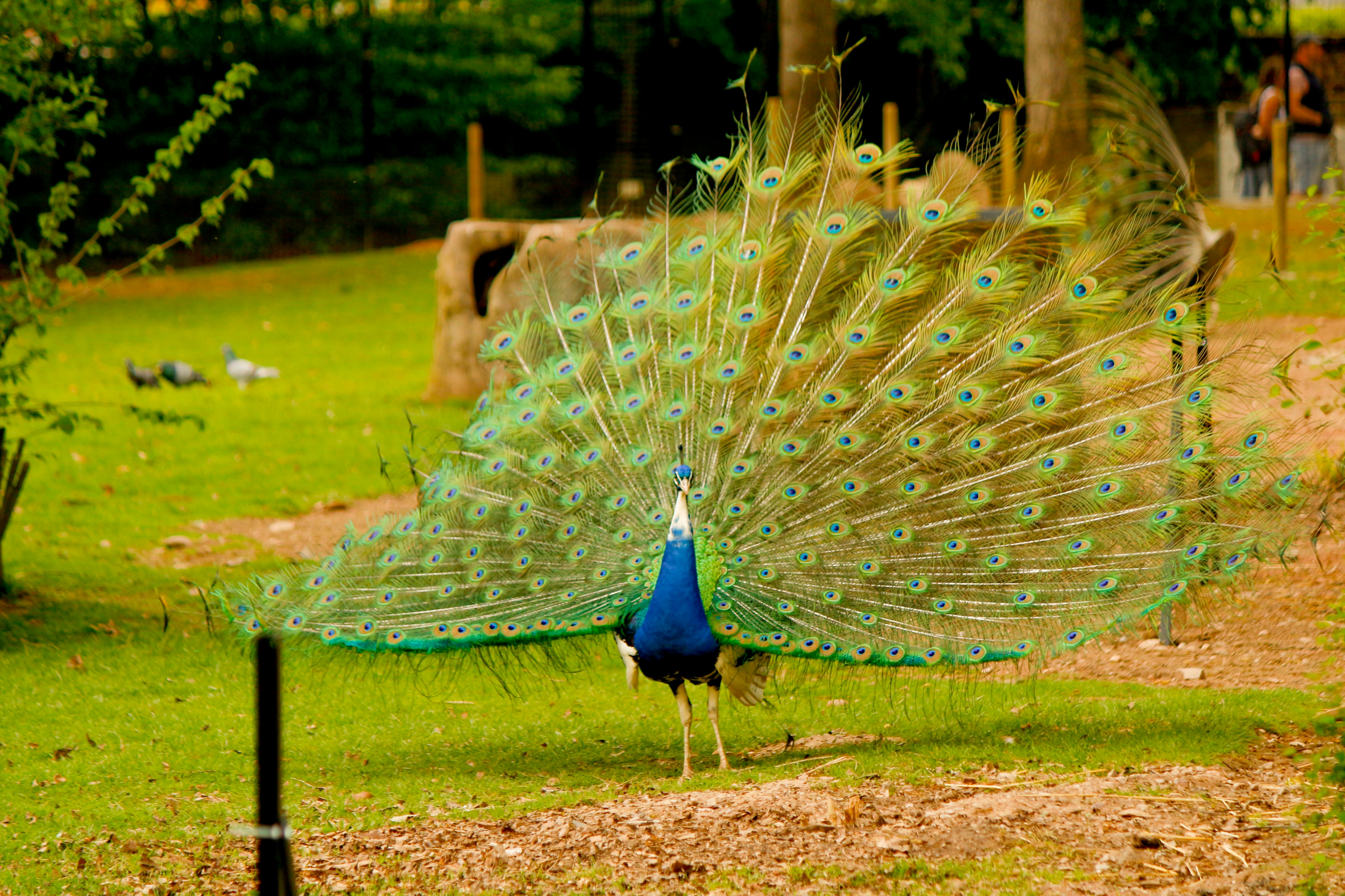 Peacock displaying its vibrant plumage in a serene park setting, showcasing intricate patterns and colors. 