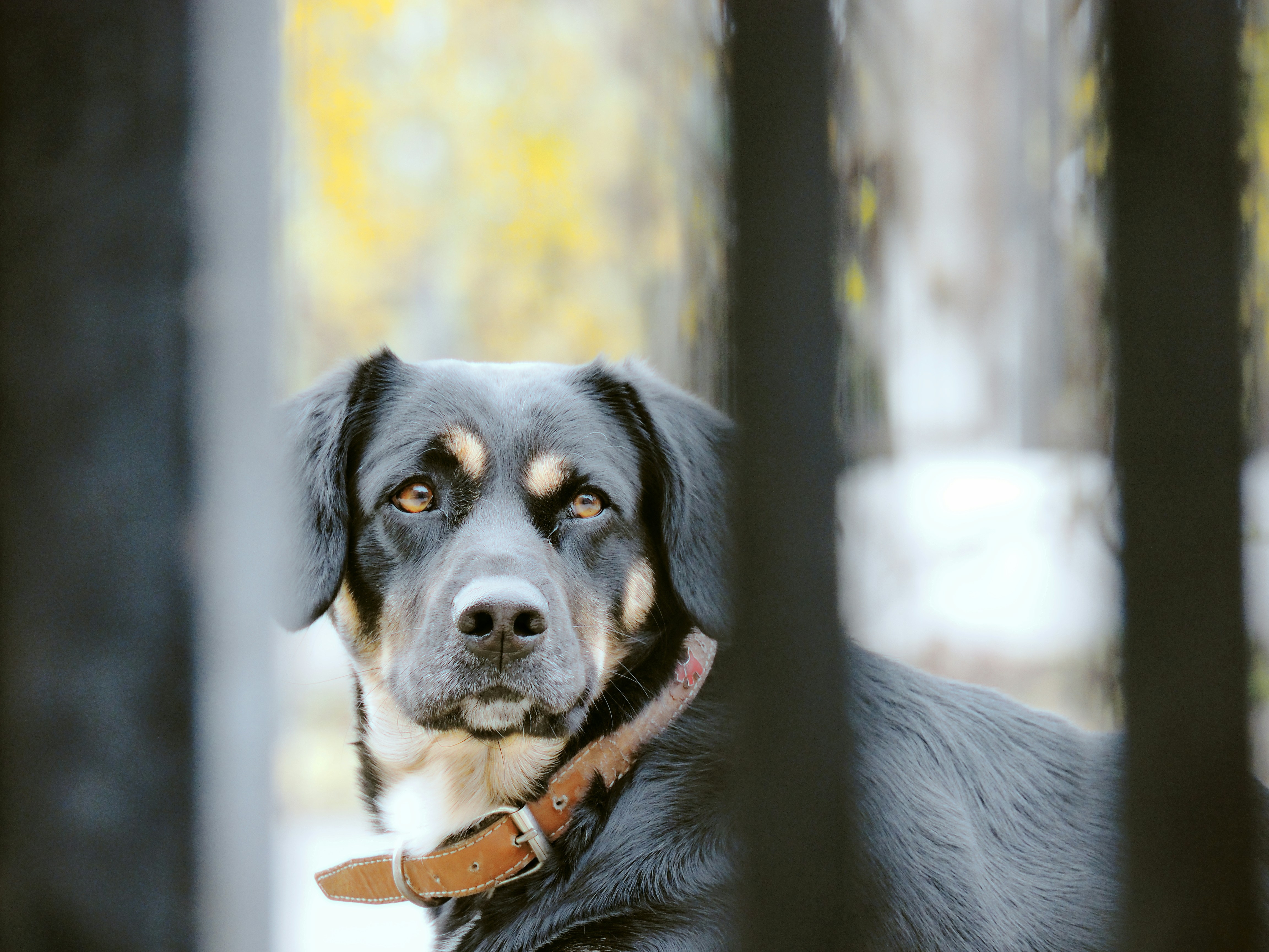 A dog peers through vertical bars, showcasing its expressive eyes and attentive demeanor against a softly blurred background of autumn foliage.
