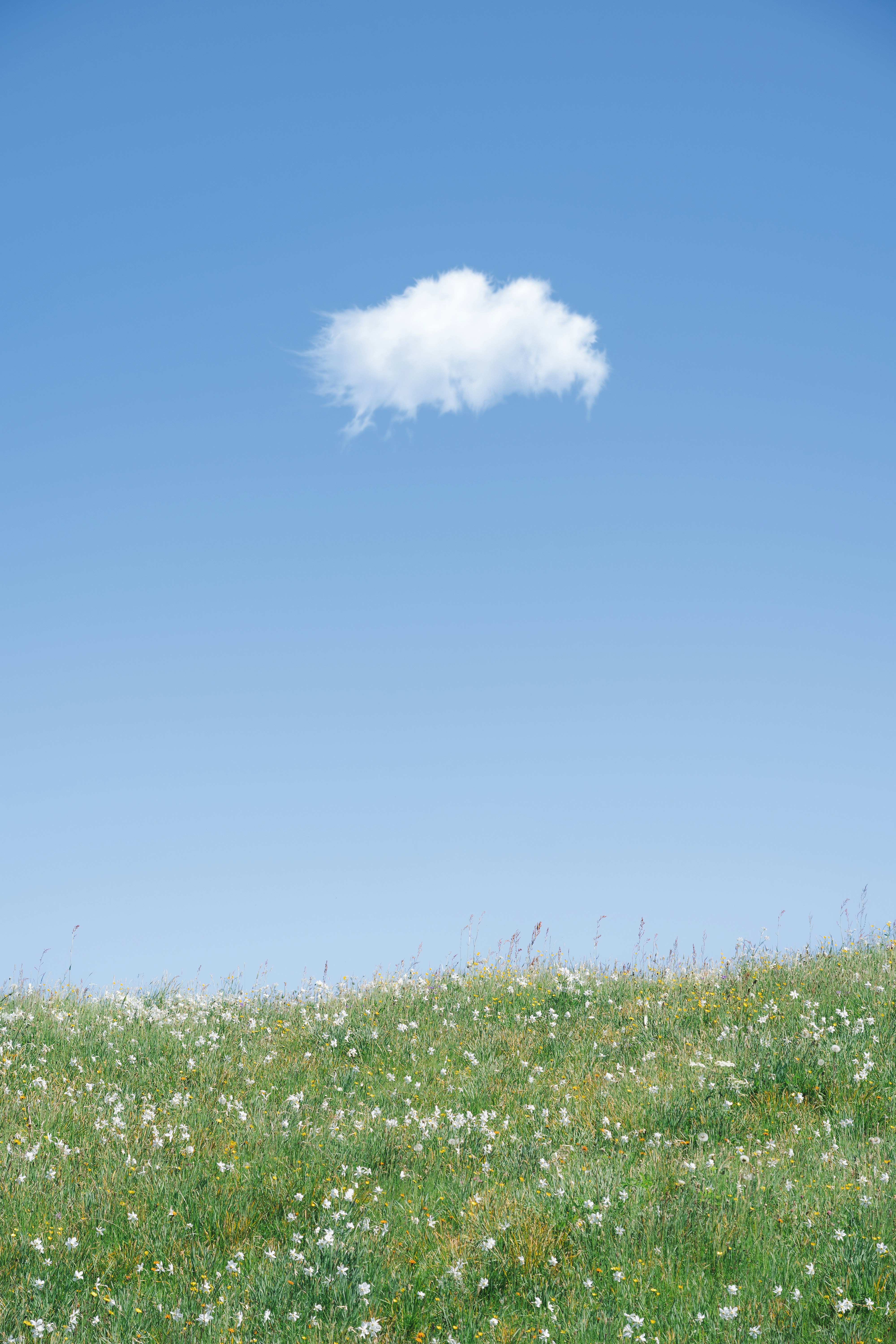 Lone cloud over a wildflower meadow.Cheng Lin