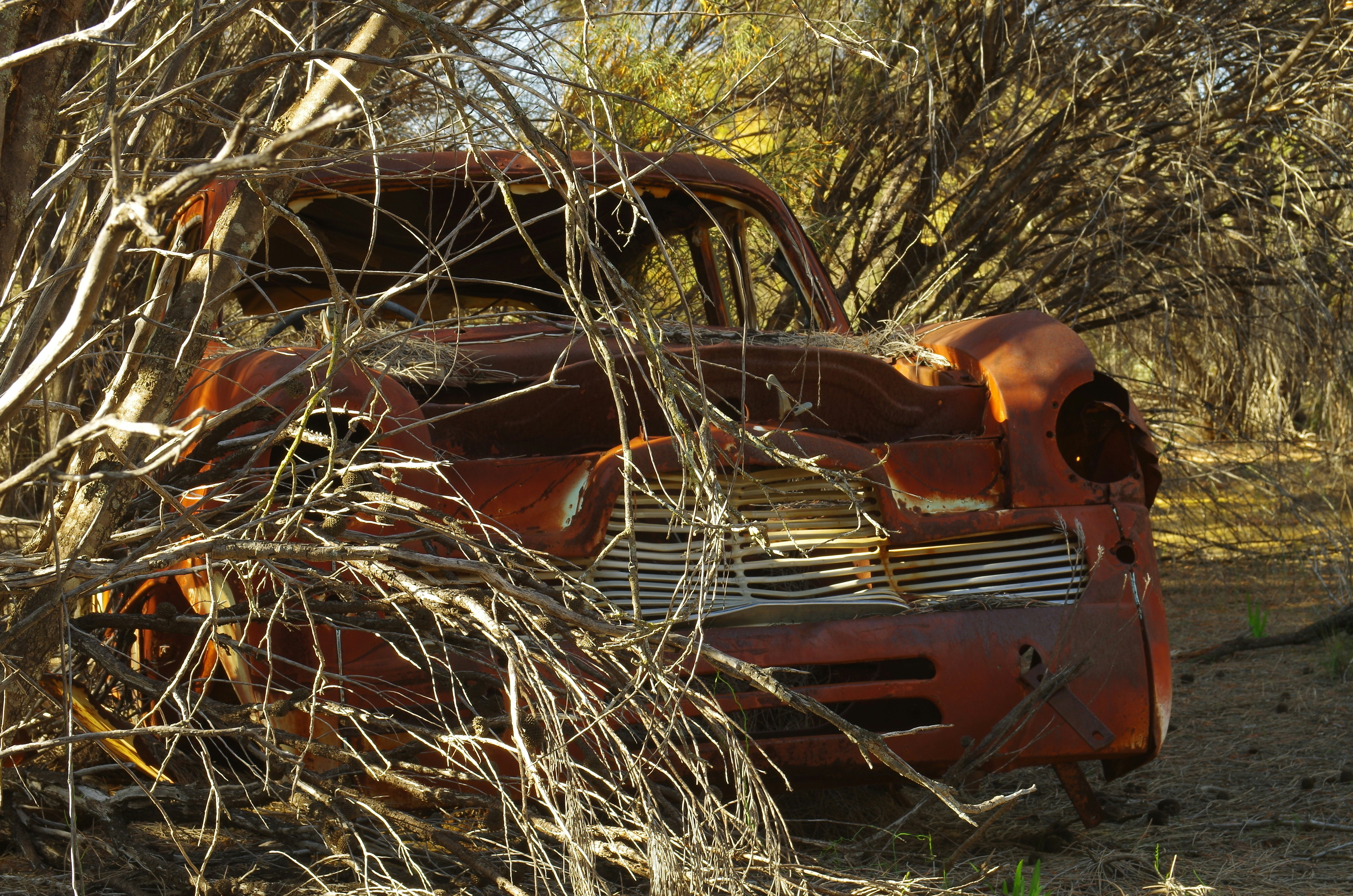 An abandoned orange car partially obscured by dry branches in a desolate landscape. Nature reclaims its space.