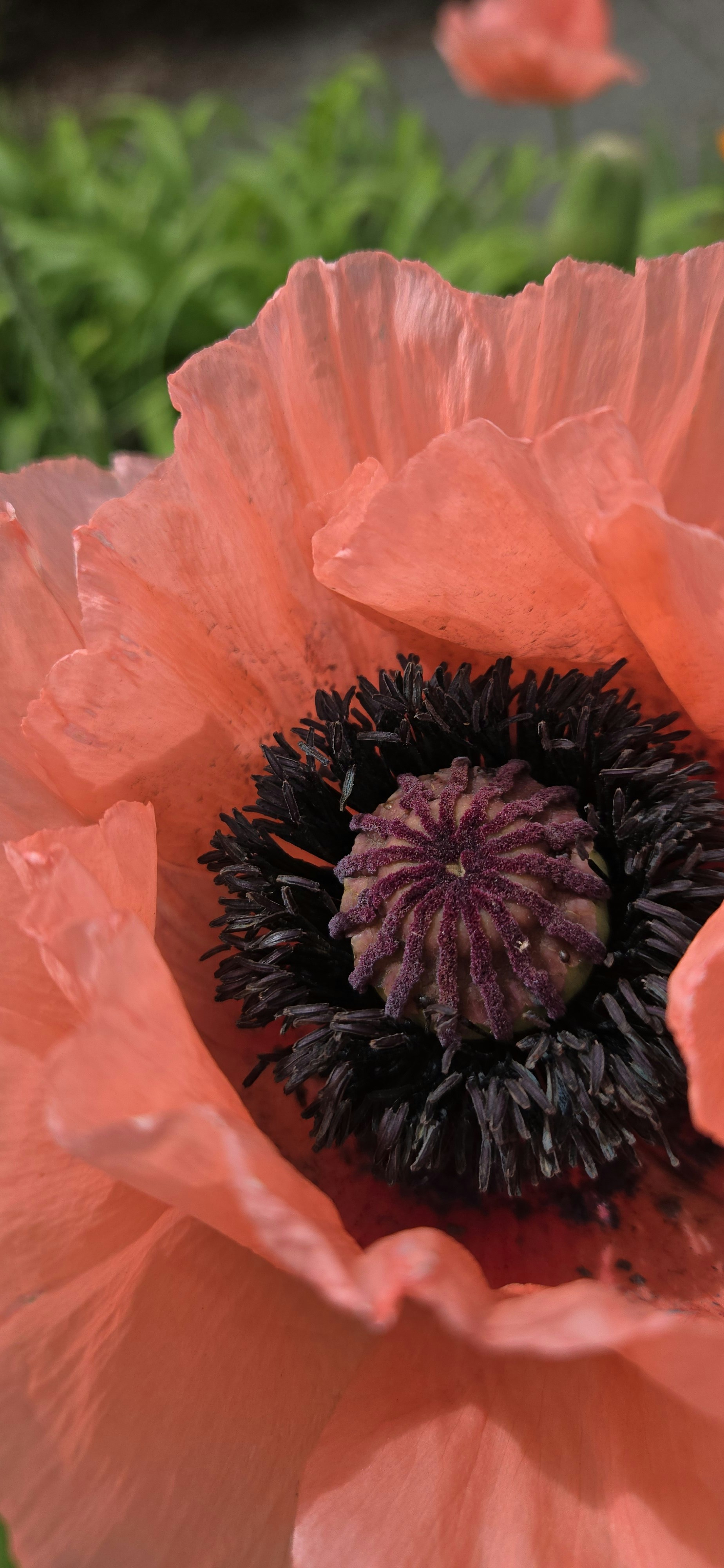 The Heart of a Poppy: Nature's Intricate Design