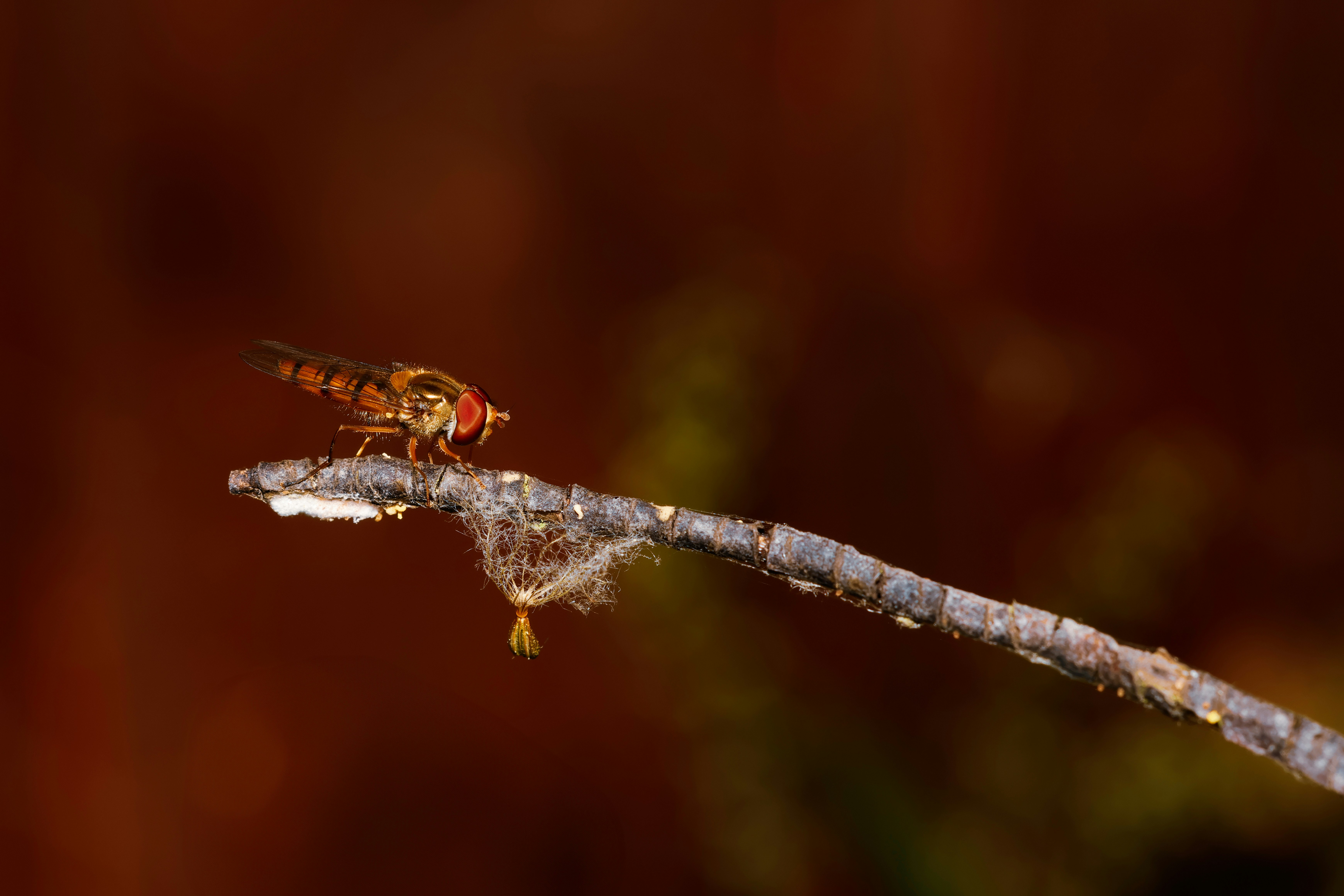 Nature's Minute Marvel: The Fly on the Twig